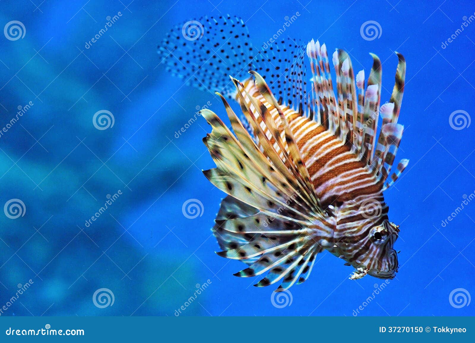 Lionfish in an aquarium stock photo. Image of fish, mombasae - 37270150