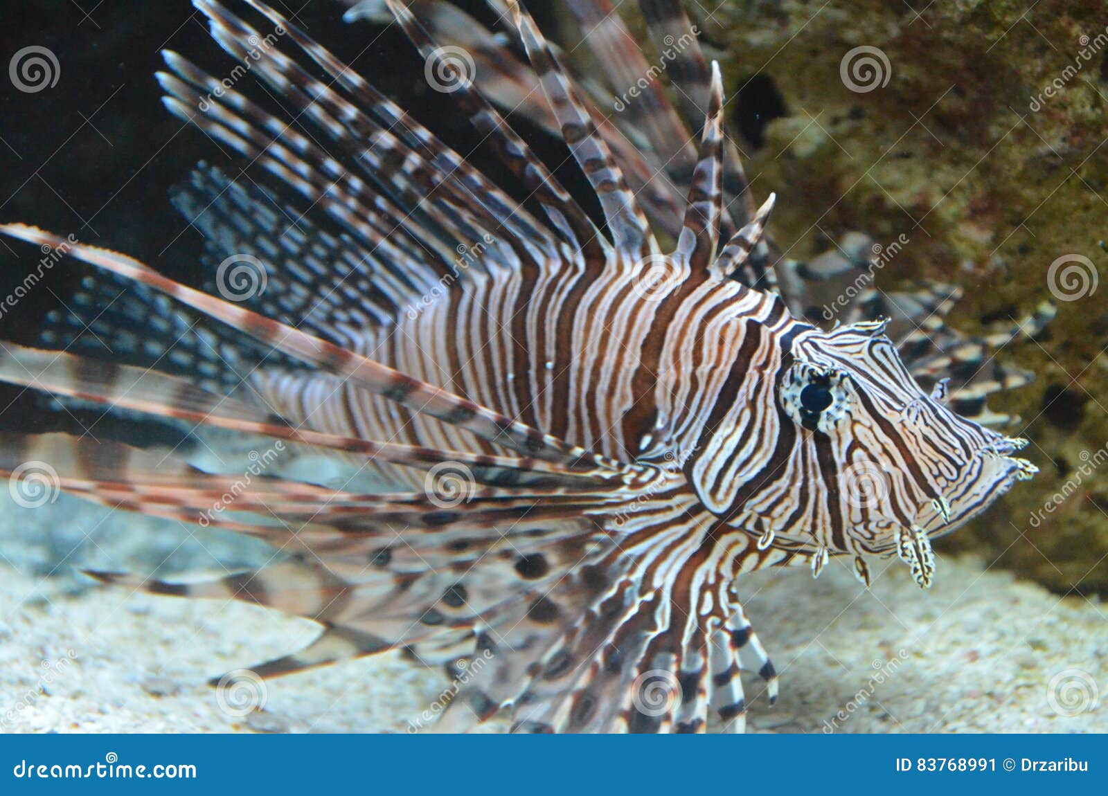 Lionfish stock image. Image of caribbean, lagoon, hunter - 83768991