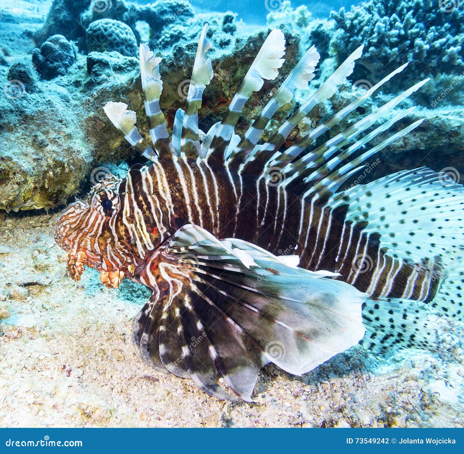 Lionfish at the Bottom of Tropical Sea, Underwater Stock Photo - Image ...