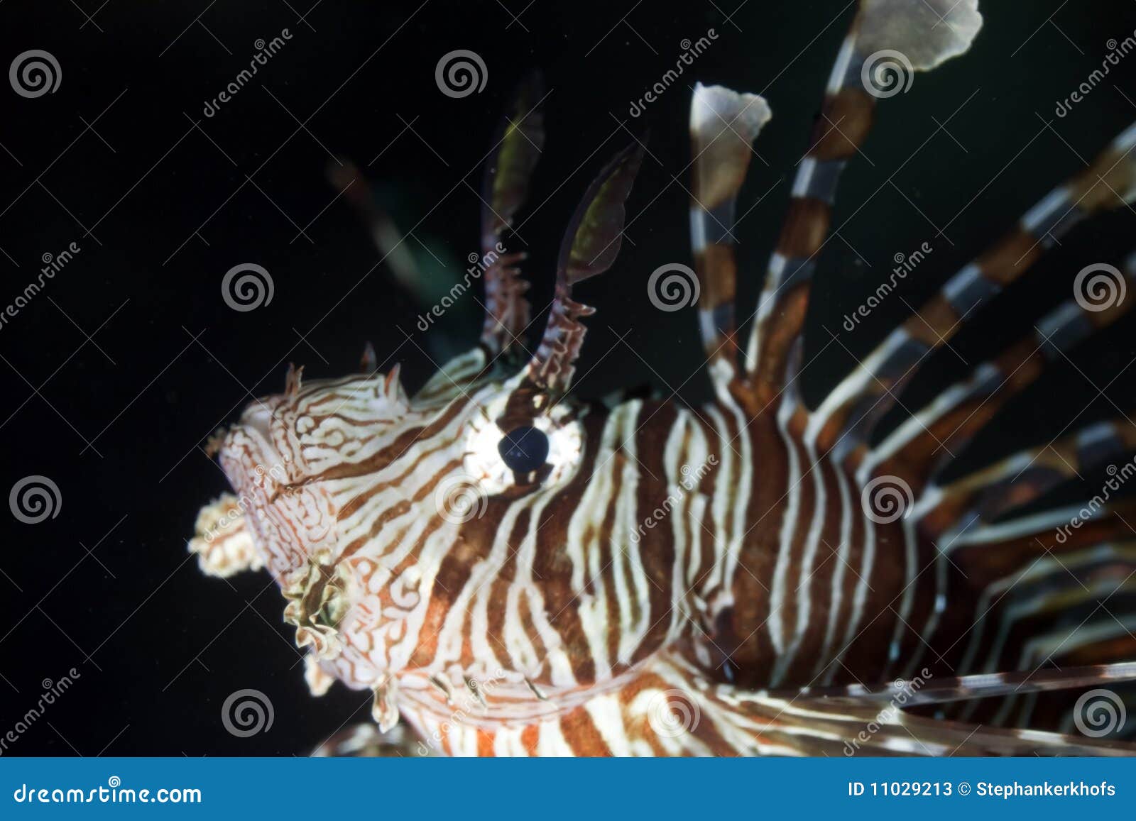 Lionfish close-up. stock image. Image of diving, aqua - 11029213