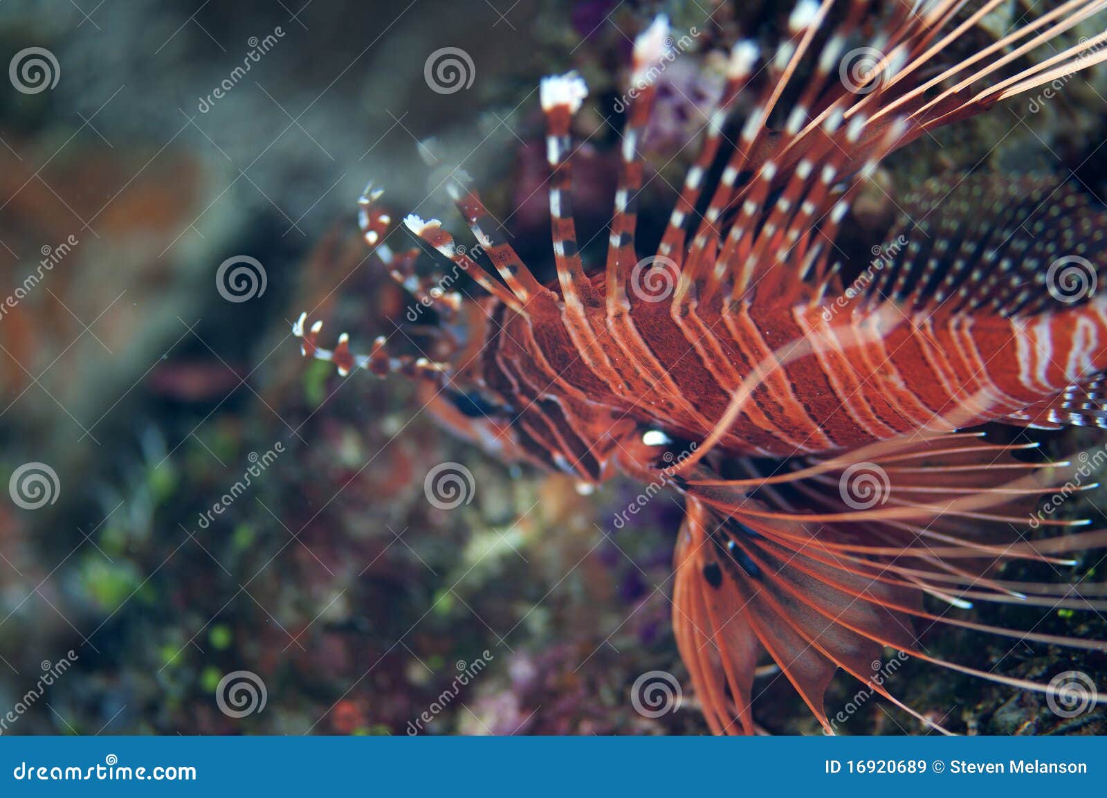 Lionfish close-up stock image. Image of similans, fish - 16920689