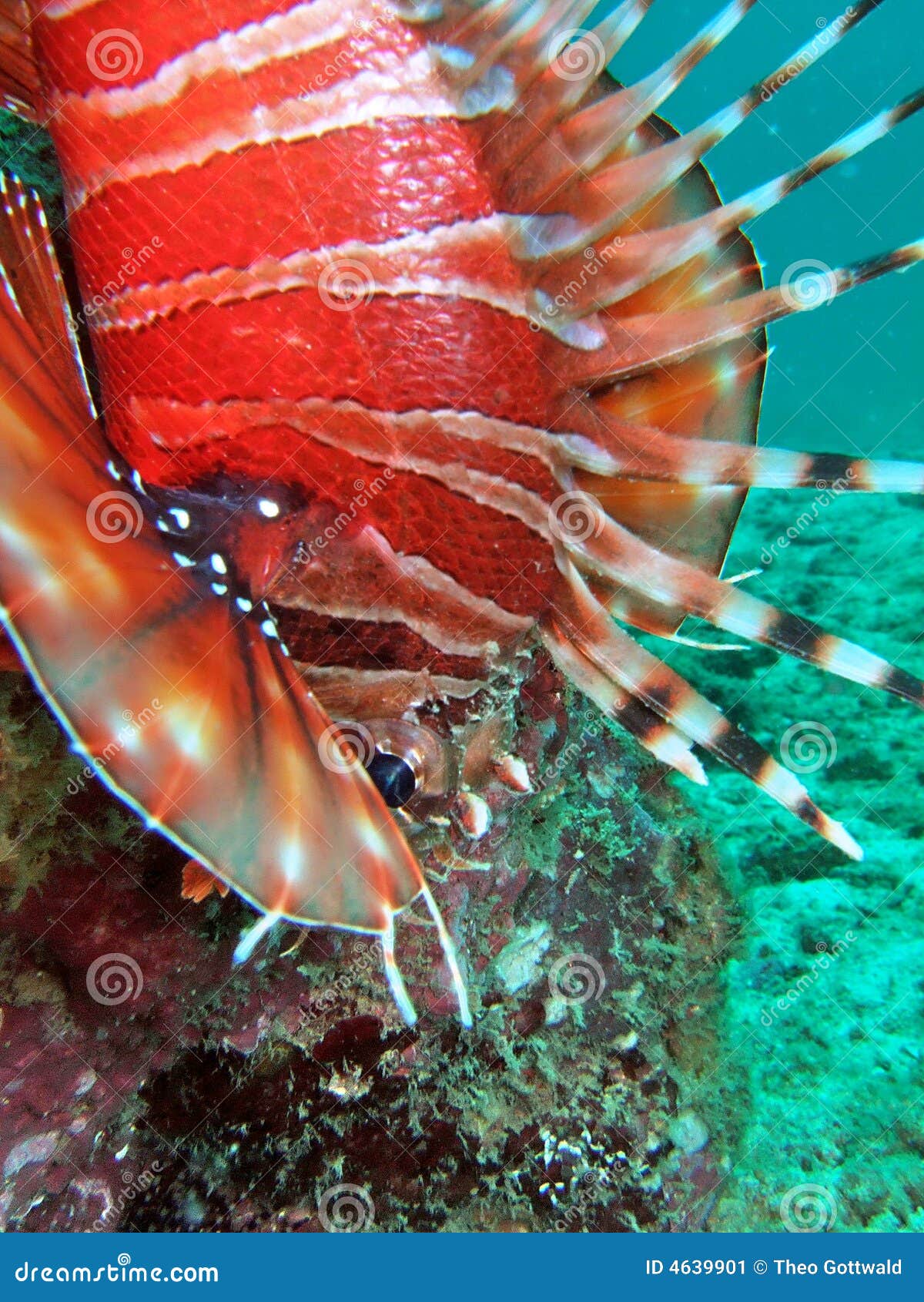 Lionfish close up stock image. Image of bands, fish, thorny - 4639901