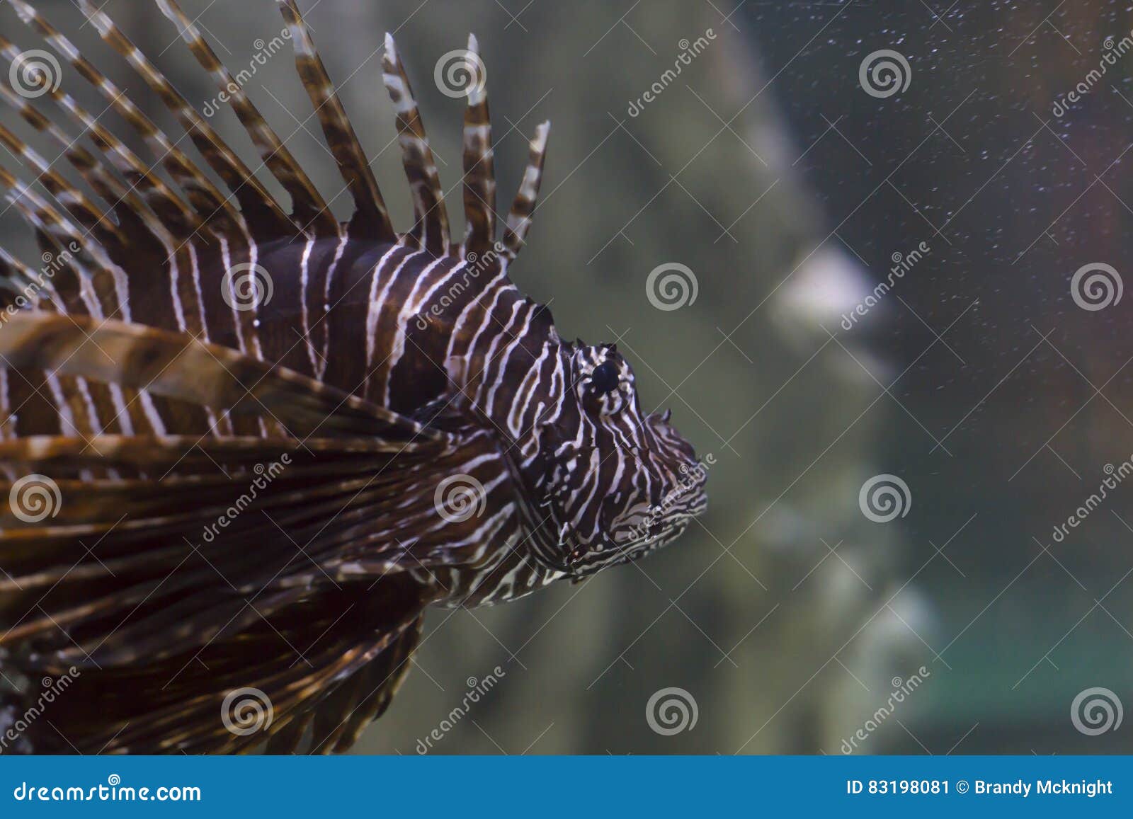 Lionfish stock image. Image of lionfish, landscape, conservation - 83198081