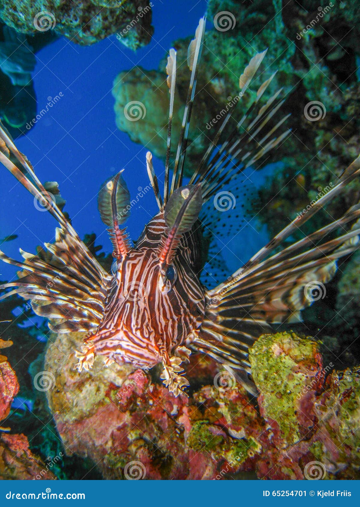Lionfish Close Up in Front of Coral Reef Stock Image - Image of animal ...