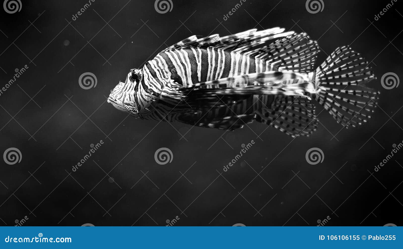 Lionfish stock image. Image of nature, horizontal, life - 106106155