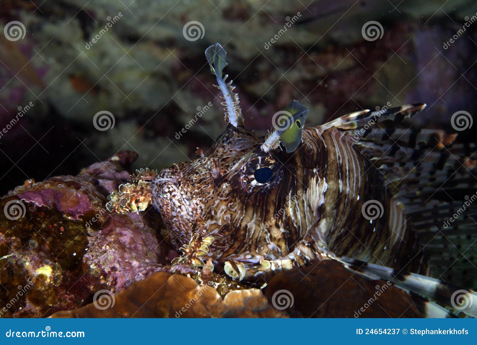 Lionfish Close-up in the Red Sea. Stock Image - Image of tropic, diving ...