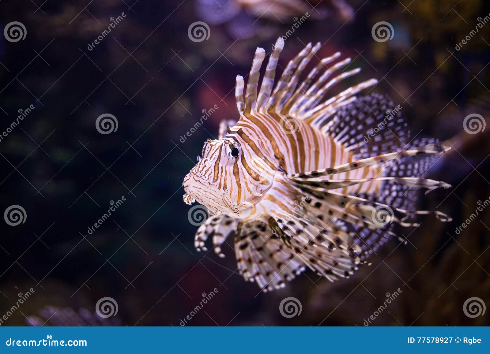 Lionfish stock image. Image of portrait, head, face, close - 77578927