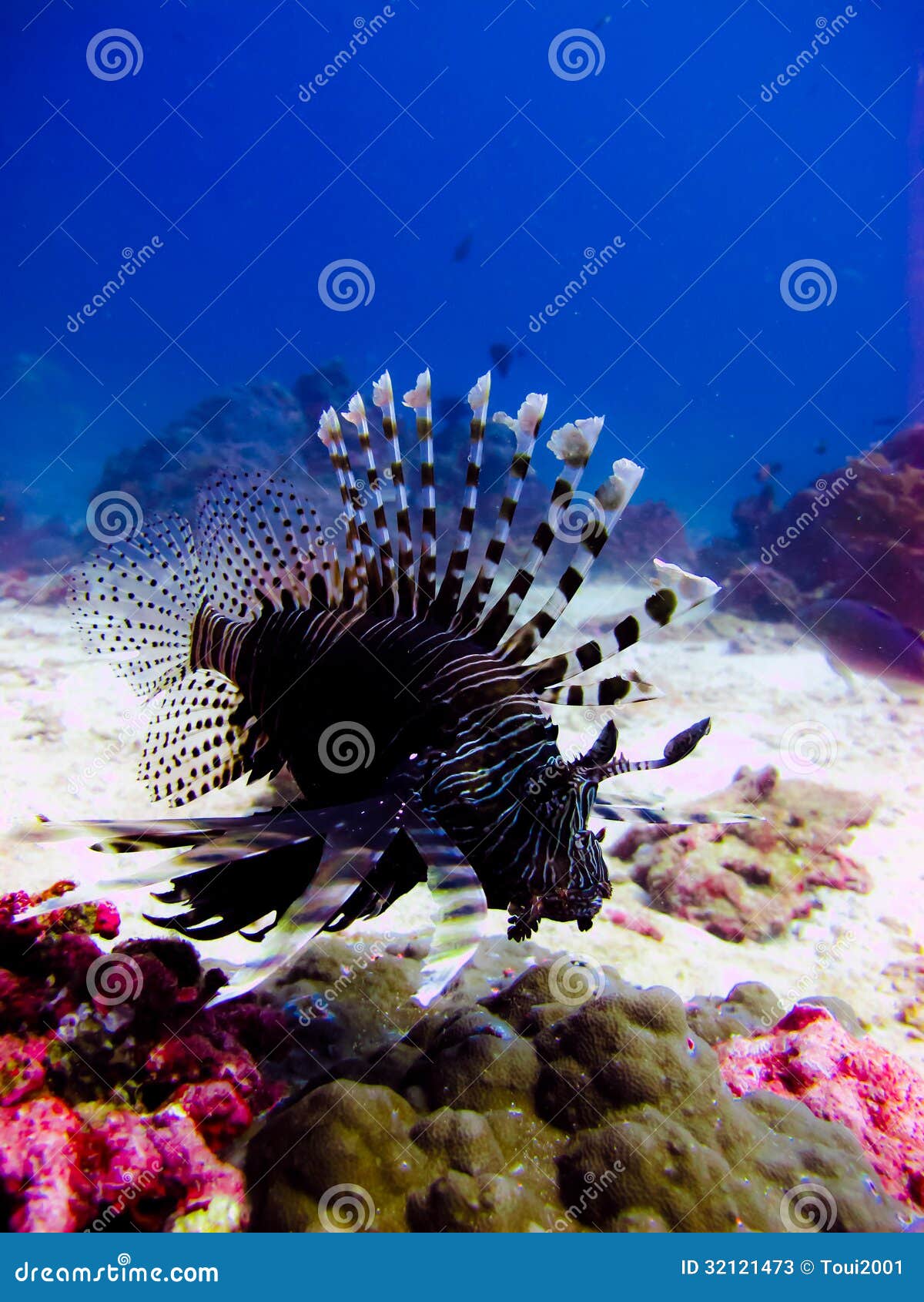 The lionfish stock image. Image of islands, pterois, outdoor - 32121473
