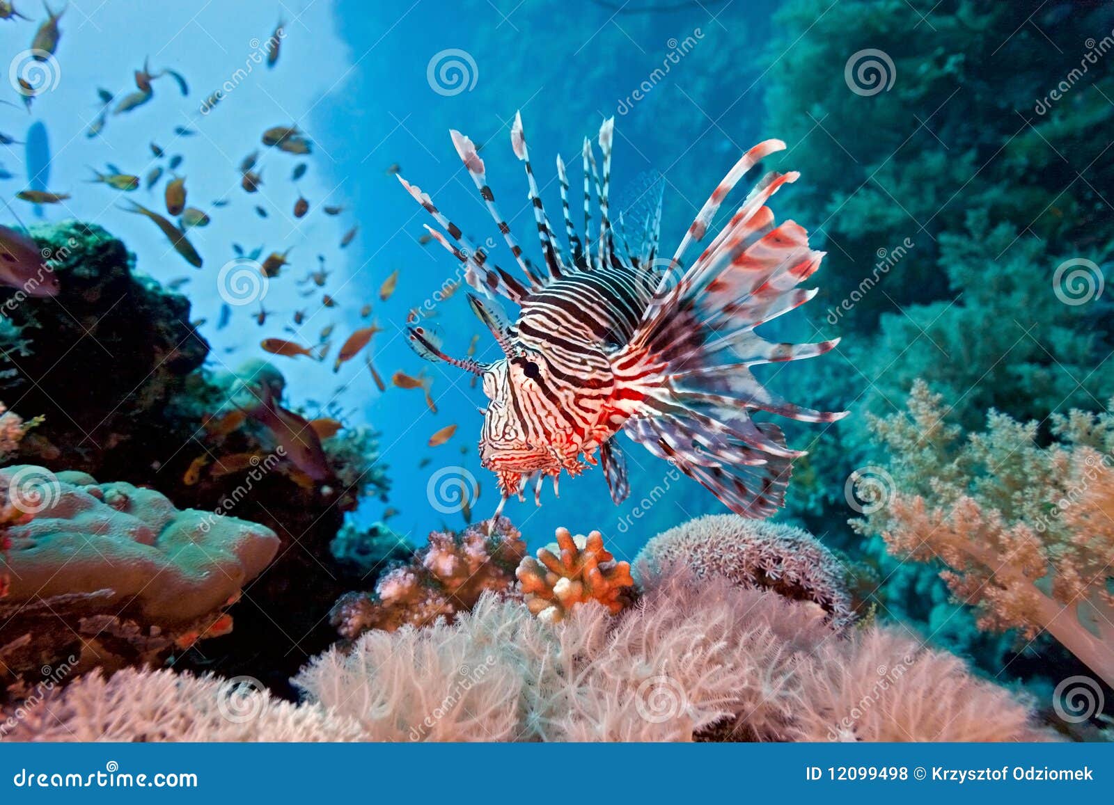 Lionfish on the coral reef stock photo. Image of softcoral - 12099498