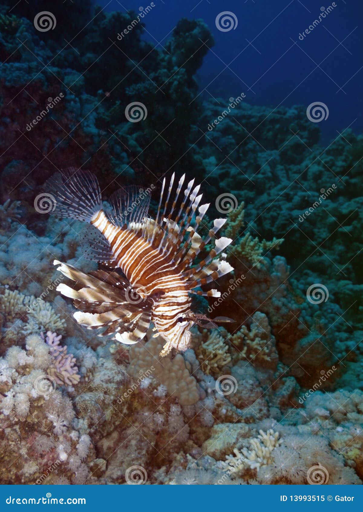 Lionfish and Coral Reef at Background Stock Image - Image of horizontal ...