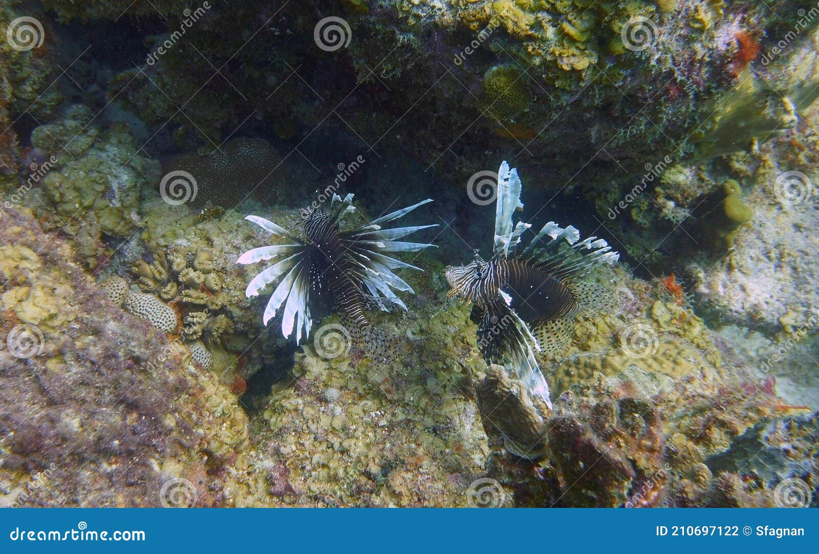 Lionfish Couple in the Ocean Stock Photo - Image of butterfly, tropical ...