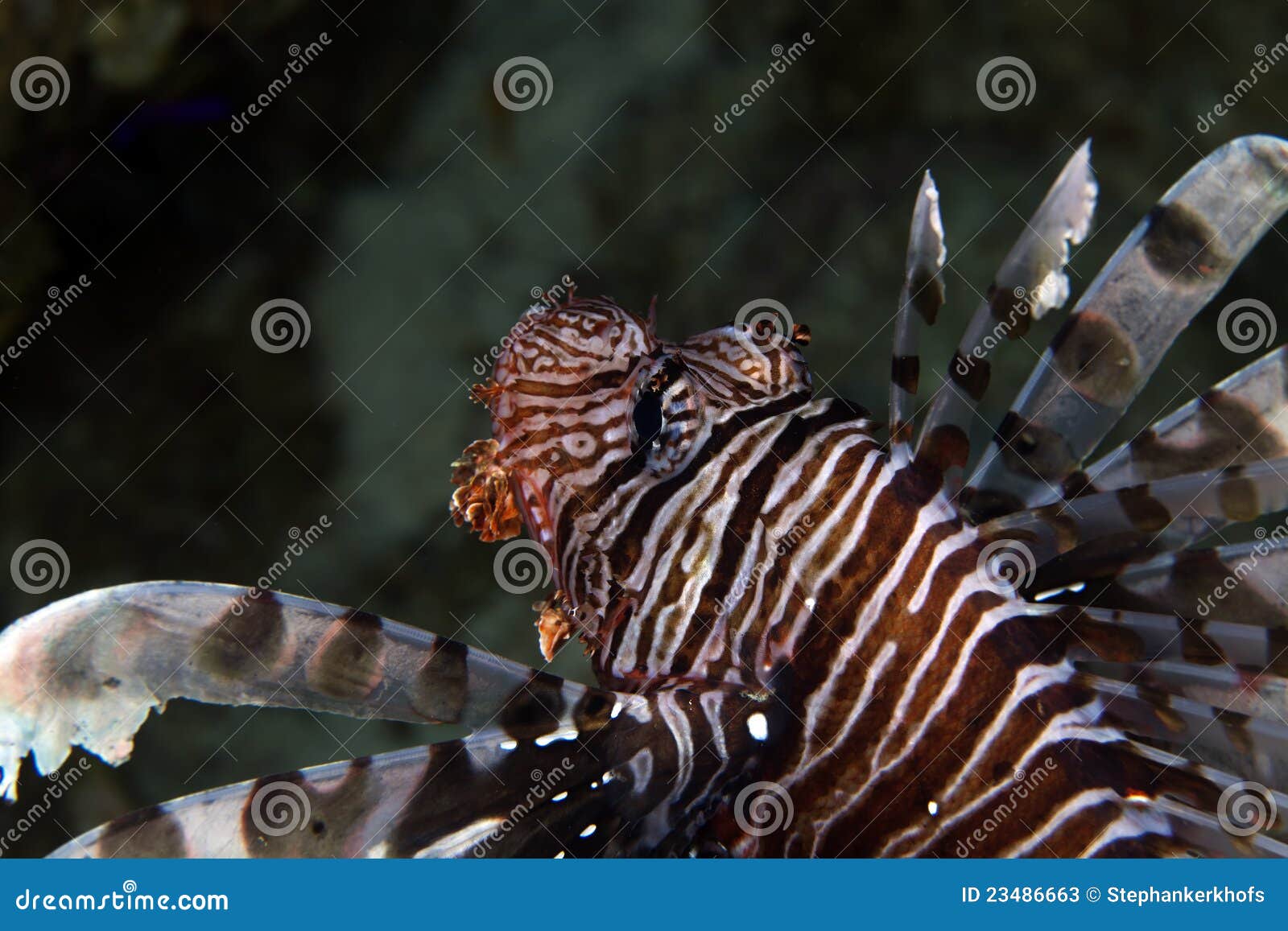 Lionfish in de Red Sea. stock image. Image of exotic - 23486663