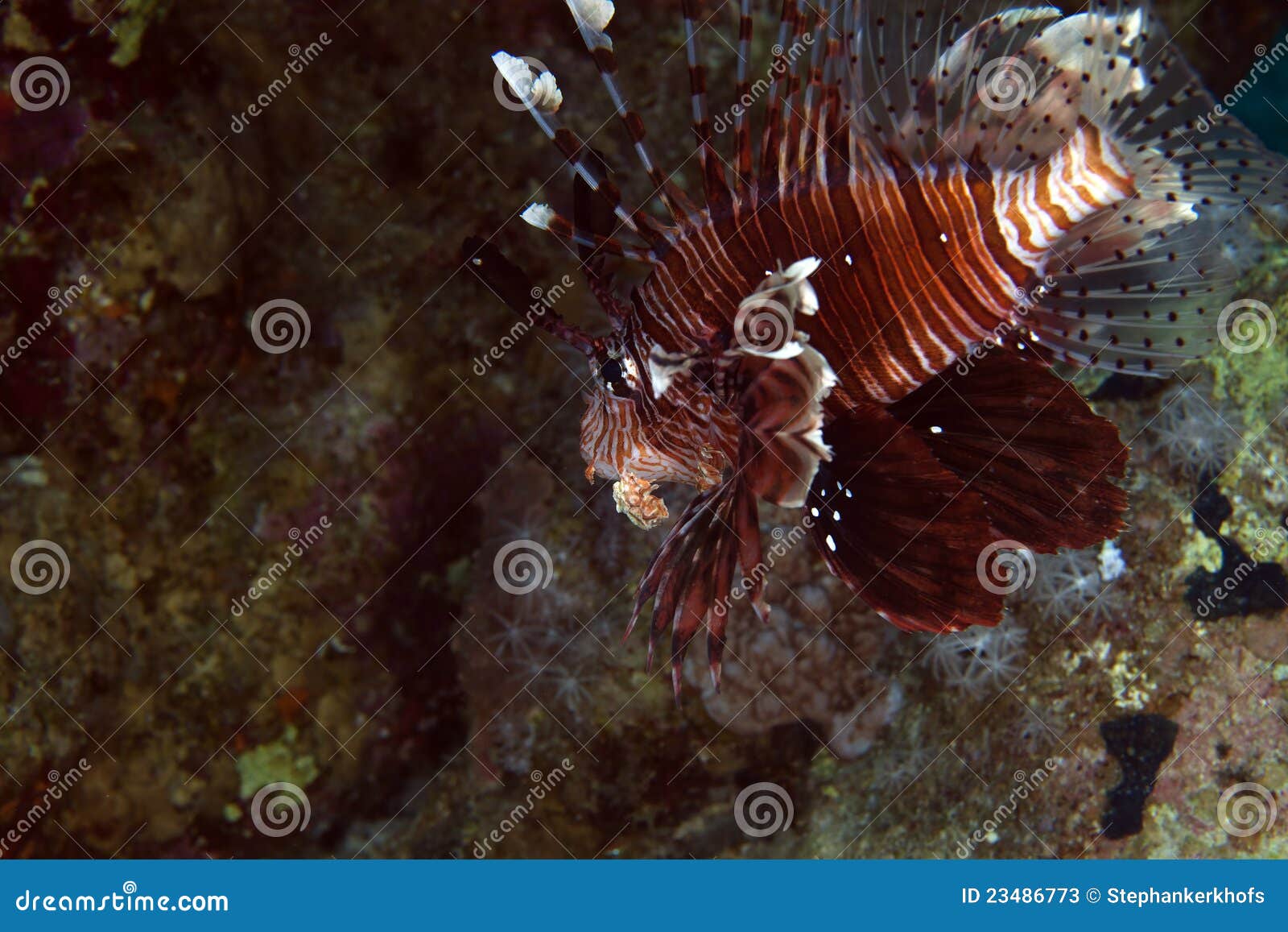 Lionfish in de Red Sea. stock image. Image of seascape - 23486773