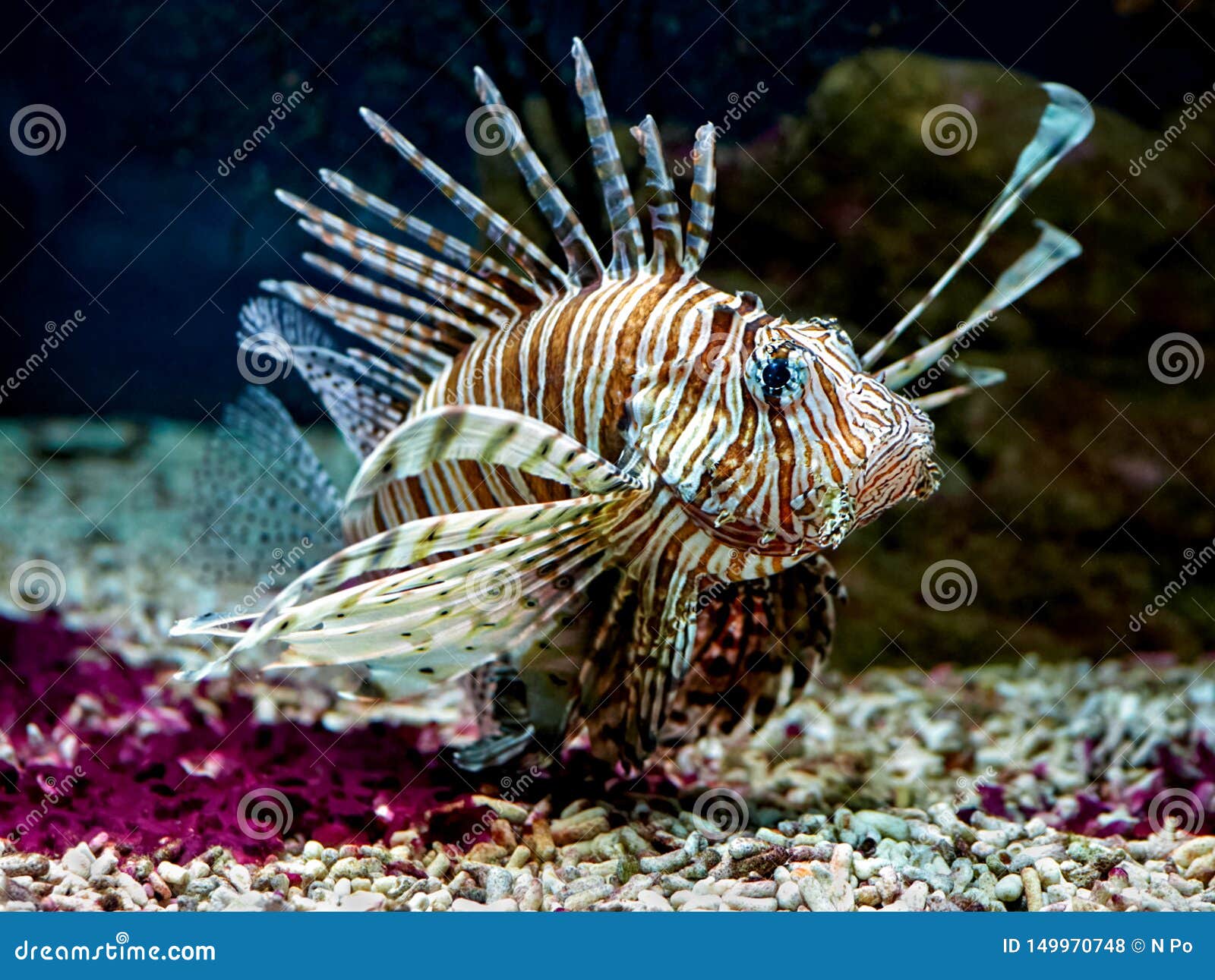Lionfish or Devil Firefish Pterois Miles Close-up Floating in Aquarium ...