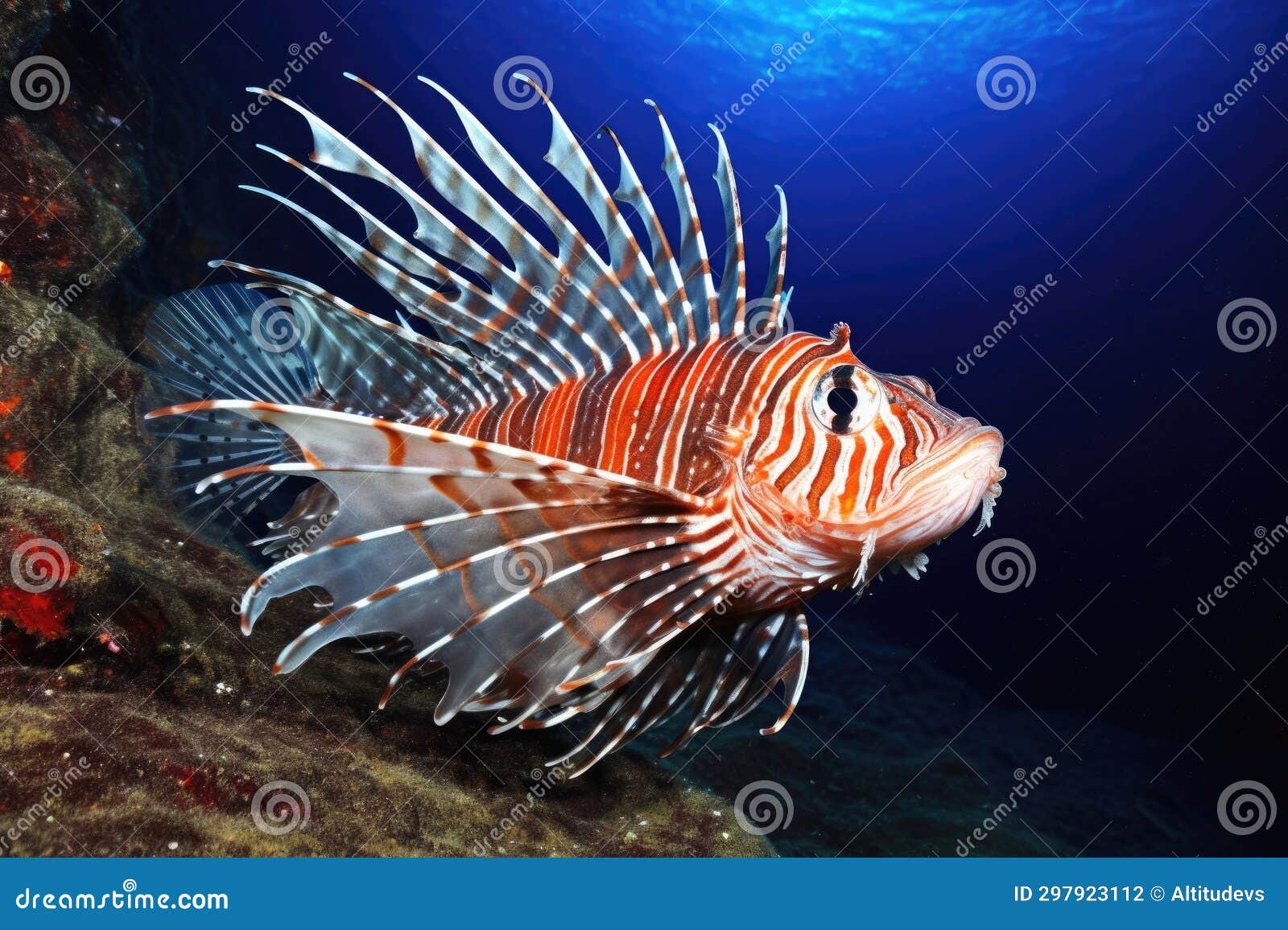 Lionfish Displaying Dramatic Dorsal Spines Stock Photo - Image of ocean ...
