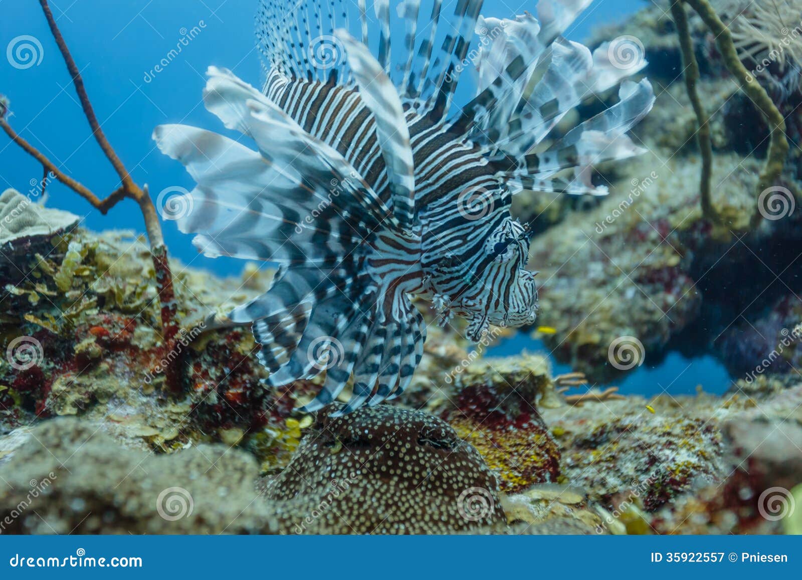 Lionfish Displays Full Array of Tentacles on Coral Reef Stock Image ...