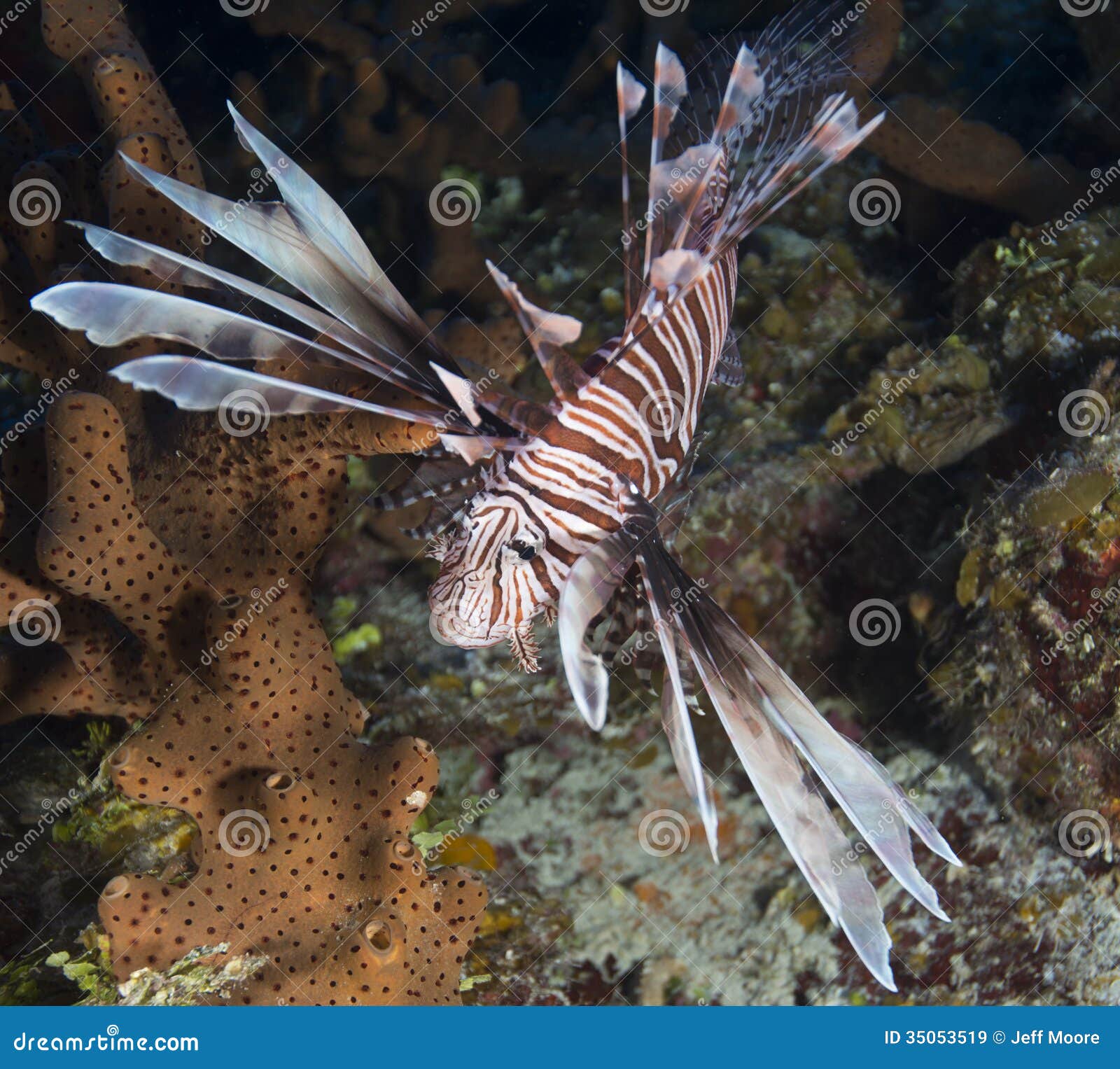 Lionfish stock image. Image of venomous, water, life - 35053519