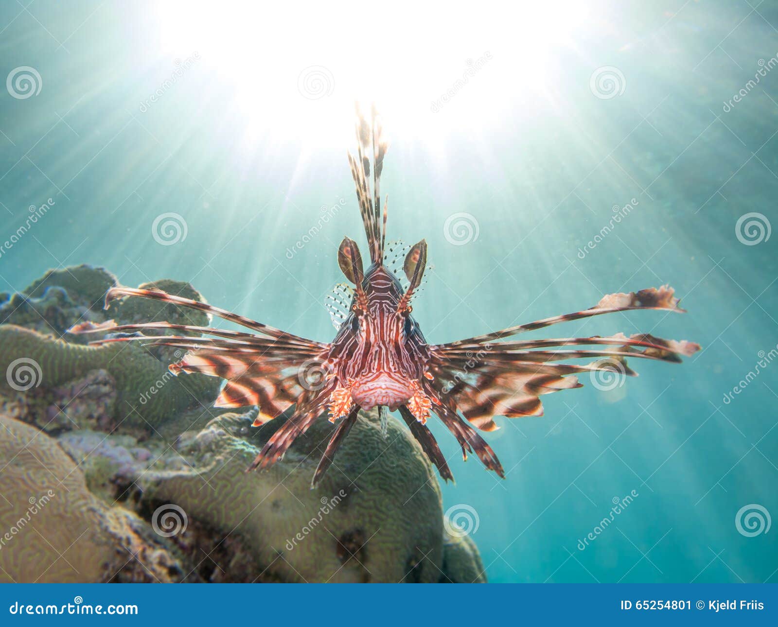 Lionfish in Front of Sun Flare Stock Image - Image of aquatic, flare ...