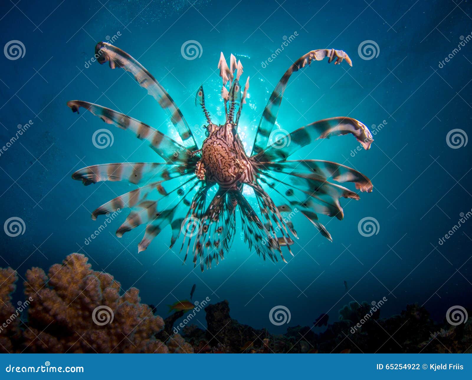 Lionfish in Front of the Sun Stock Photo - Image of lionfish, egypt ...