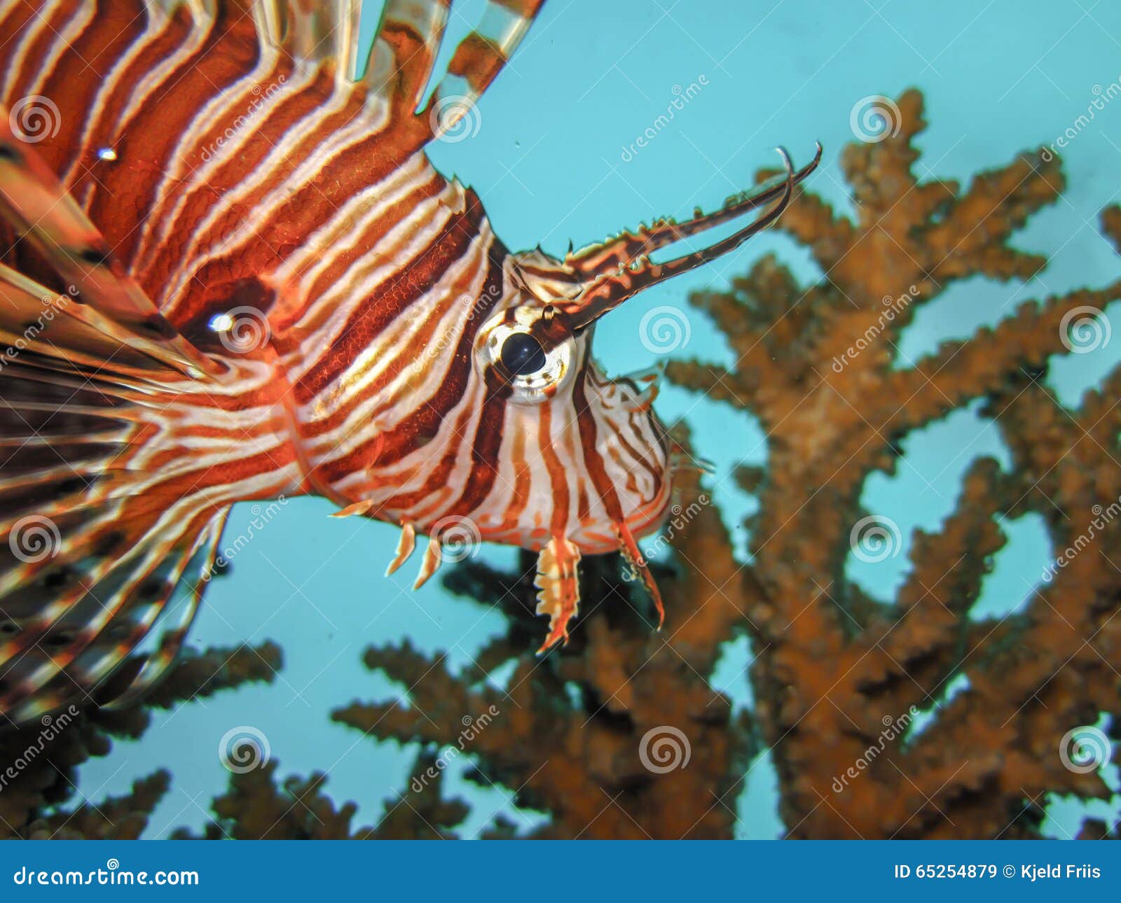 Lionfish head profile stock image. Image of environment - 65254879