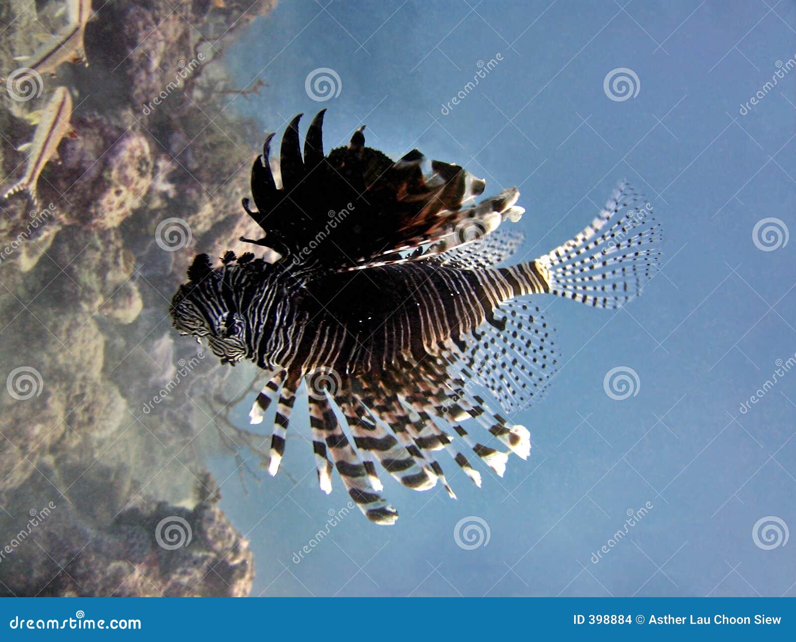 Lionfish Hovering stock photo. Image of mabul, fish, firefish - 398884