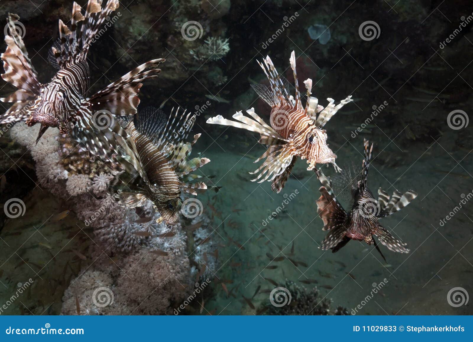 Lionfish hunting! stock image. Image of submerged, seascape - 11029833