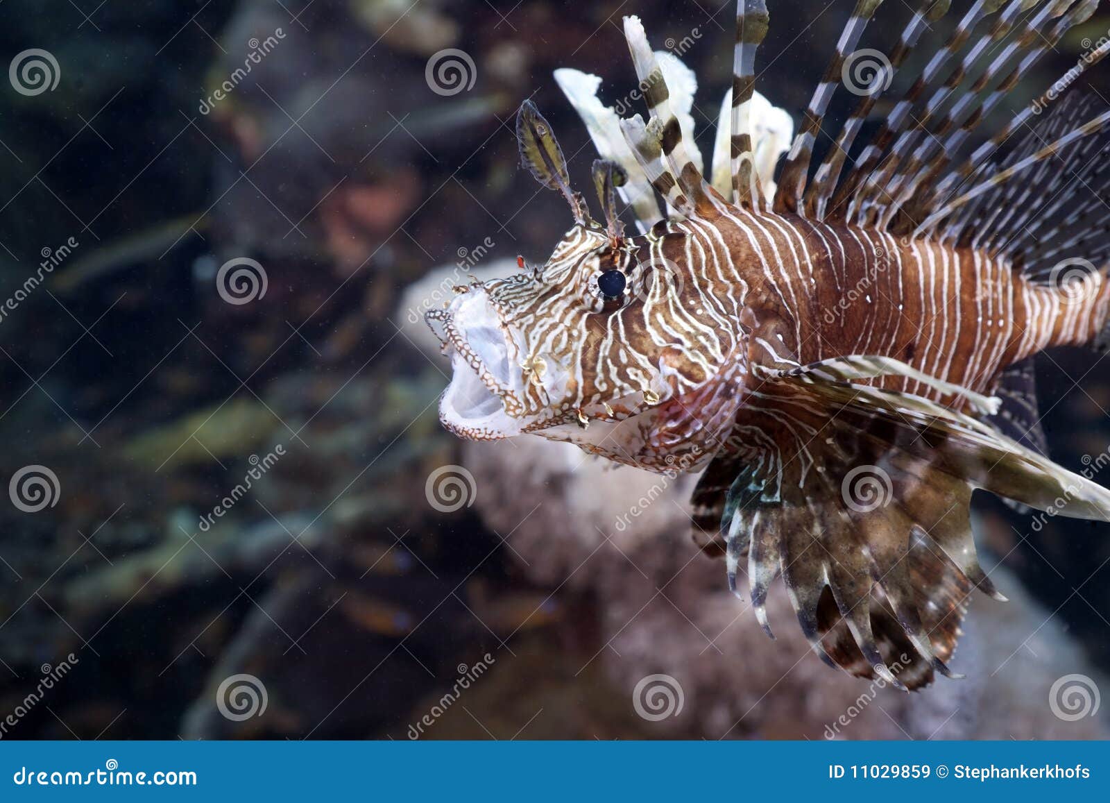 Lionfish hunting! stock image. Image of fish, bright - 11029859