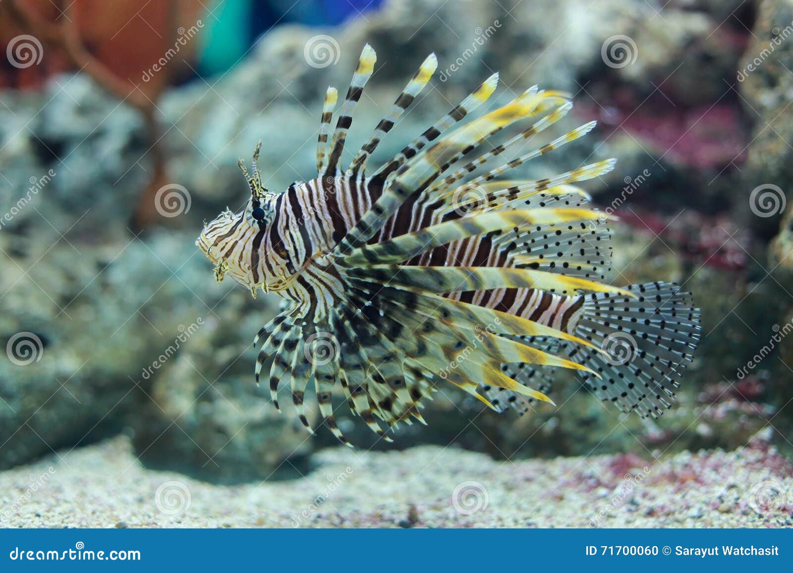 Lionfish stock photo. Image of aquatic, aquarium, scuba - 71700060