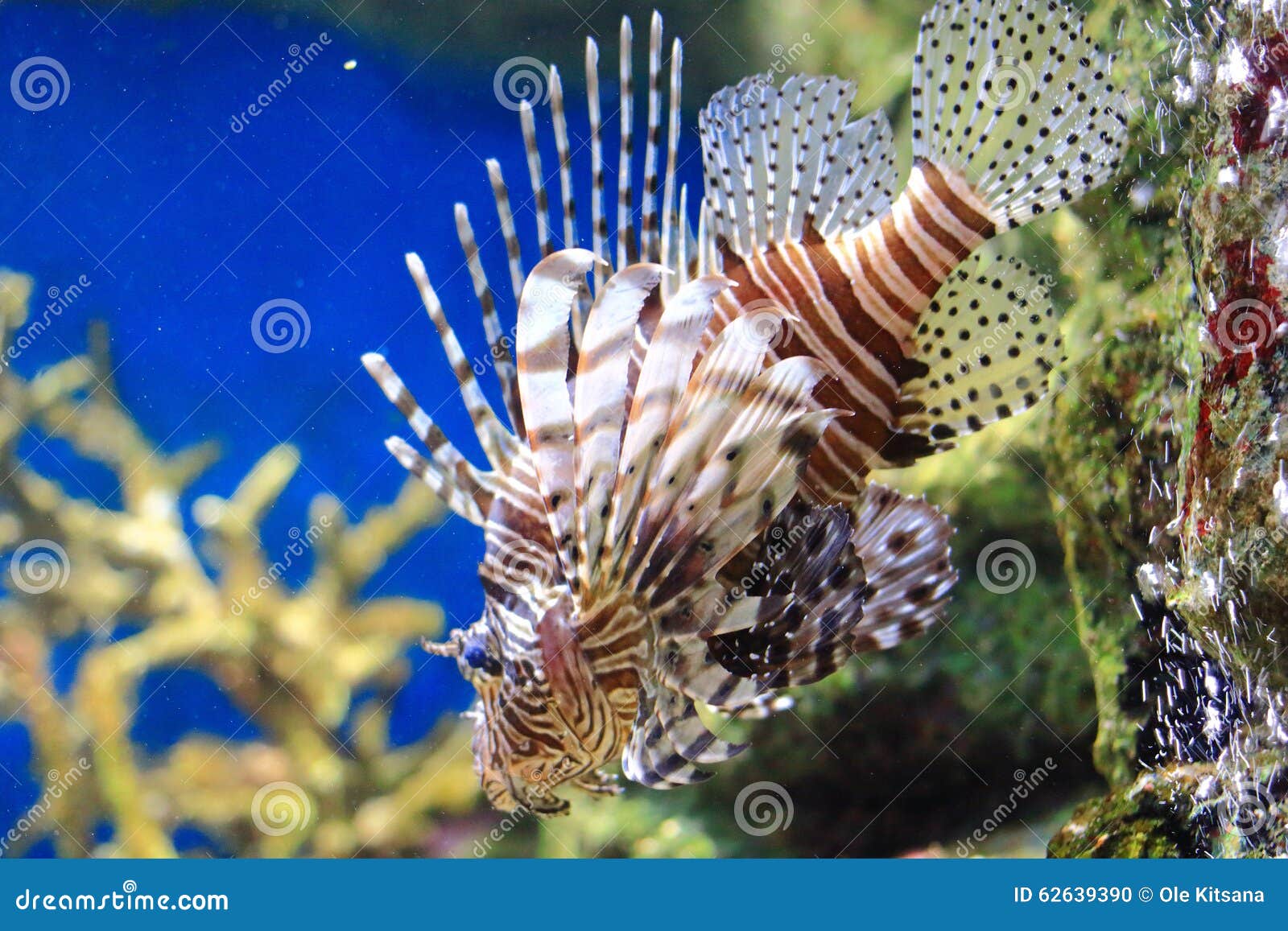 Lionfish stock photo. Image of lionfish, beautiful, fish - 62639390
