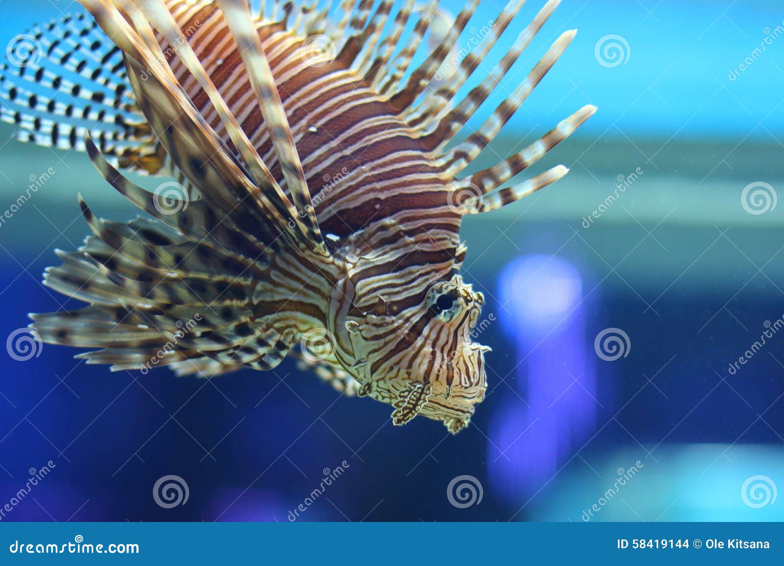 Lionfish stock photo. Image of ocean, predator, lionfish - 58419144