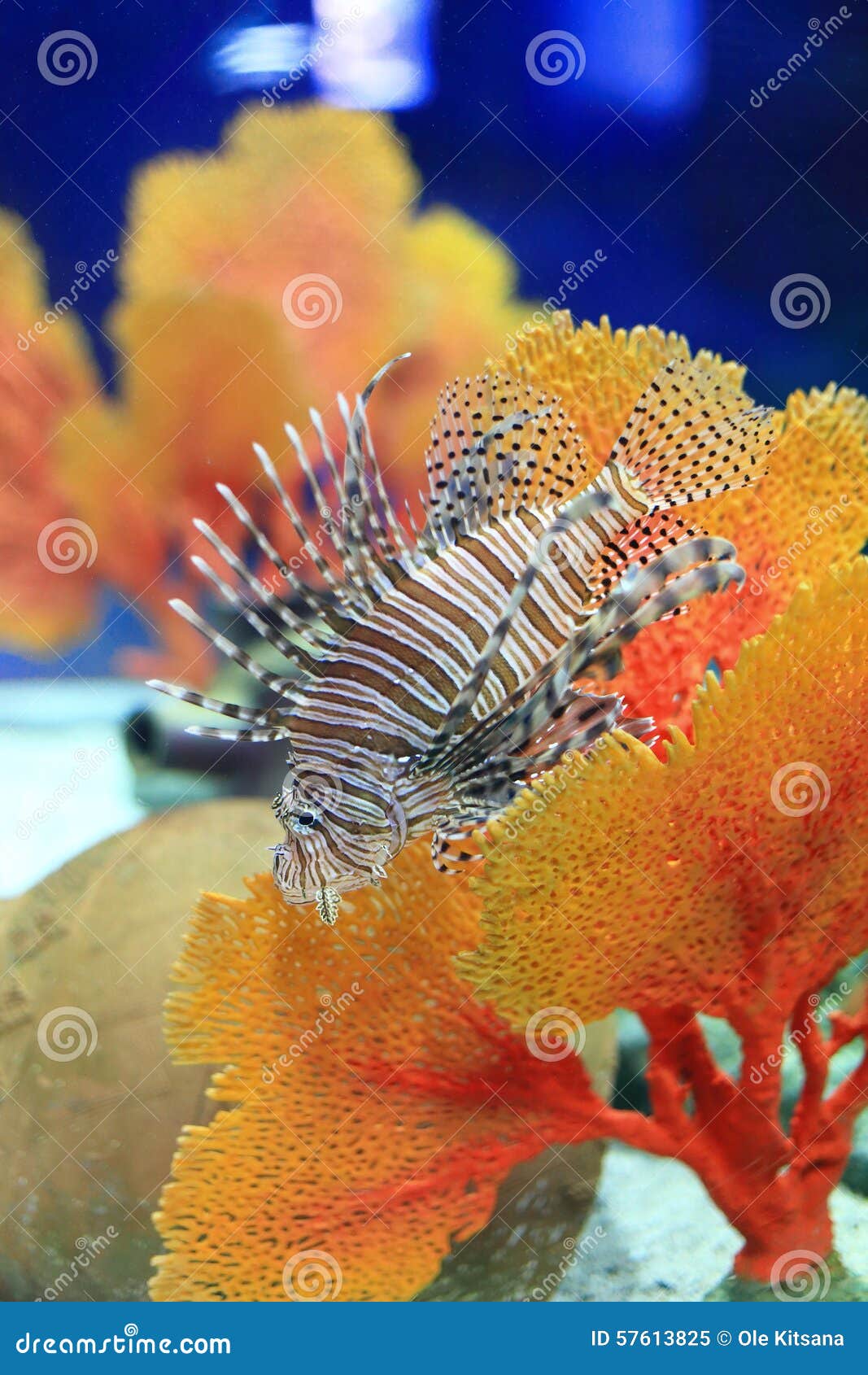 Lionfish stock image. Image of pacific, predator, fish - 57613825