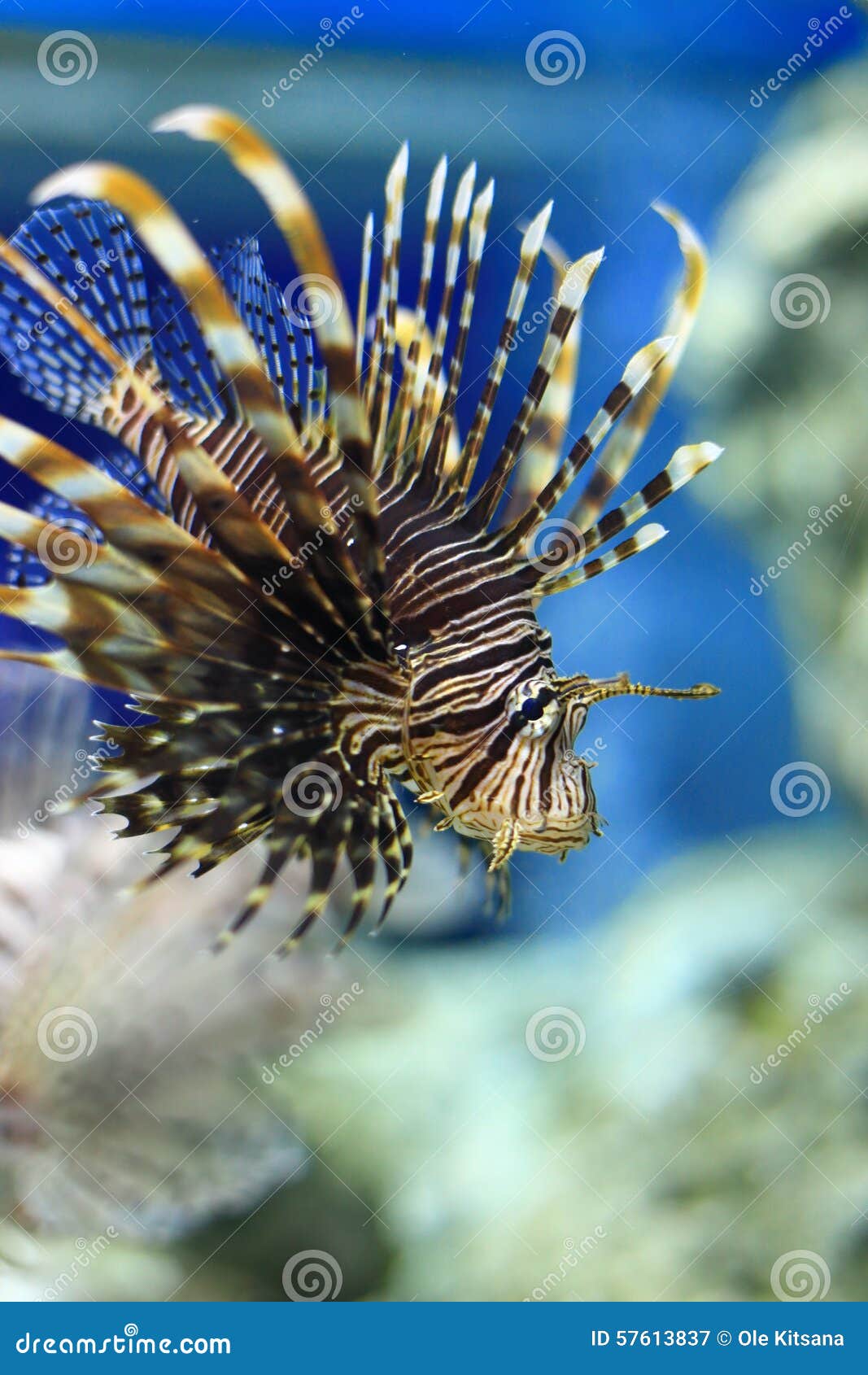 Lionfish stock image. Image of predator, scorpionfish - 57613837
