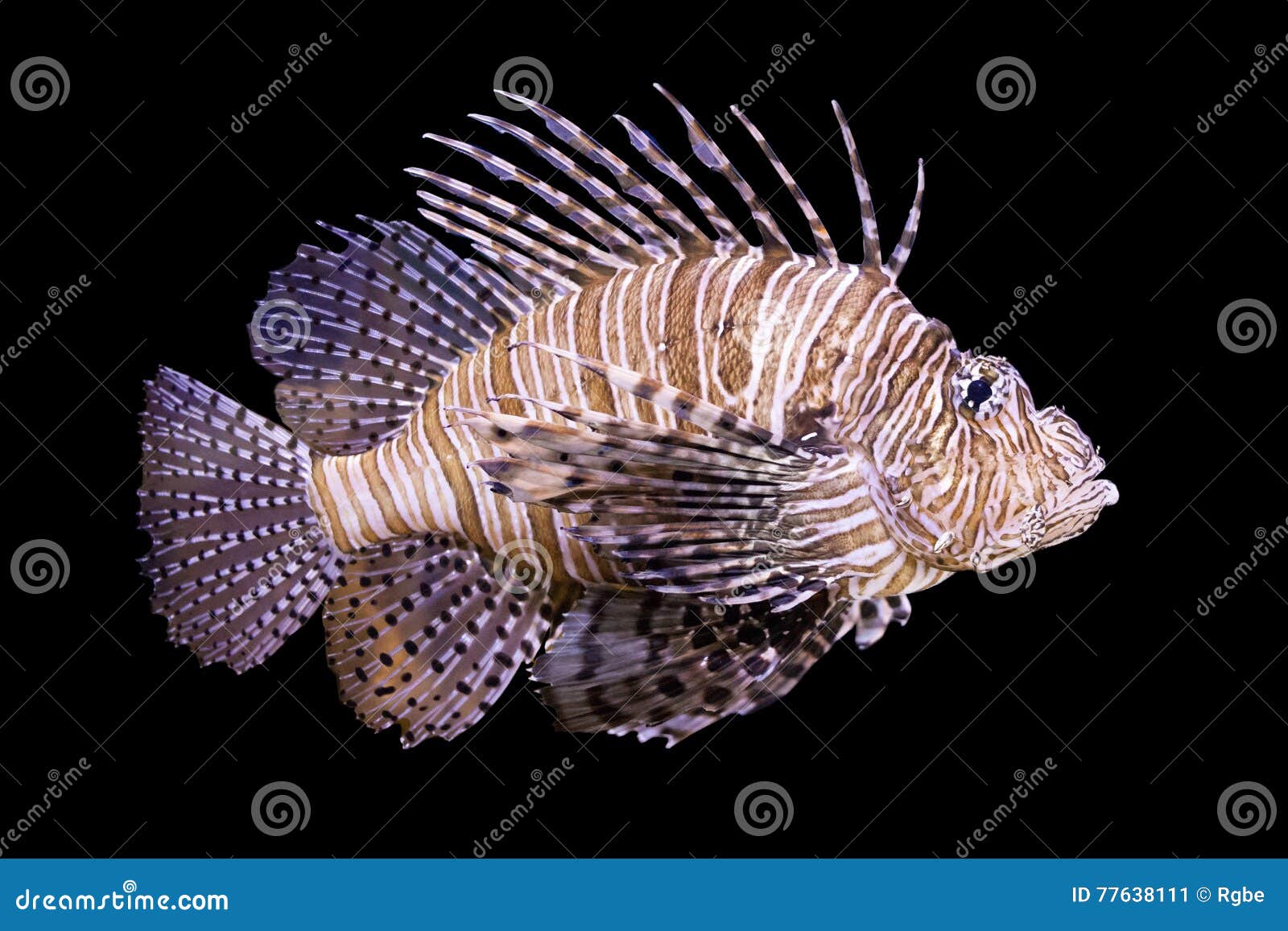 Lionfish stock image. Image of close, profile, isolated - 77638111