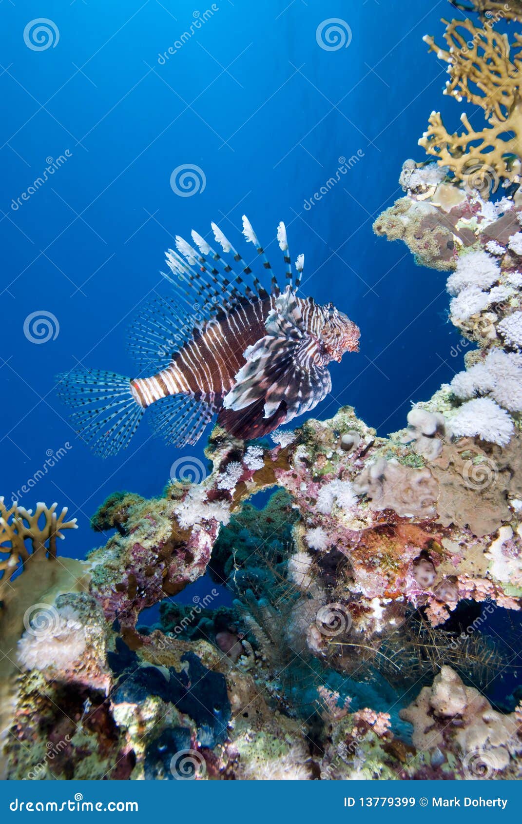 Lionfish over coral reef stock image. Image of angle - 13779399