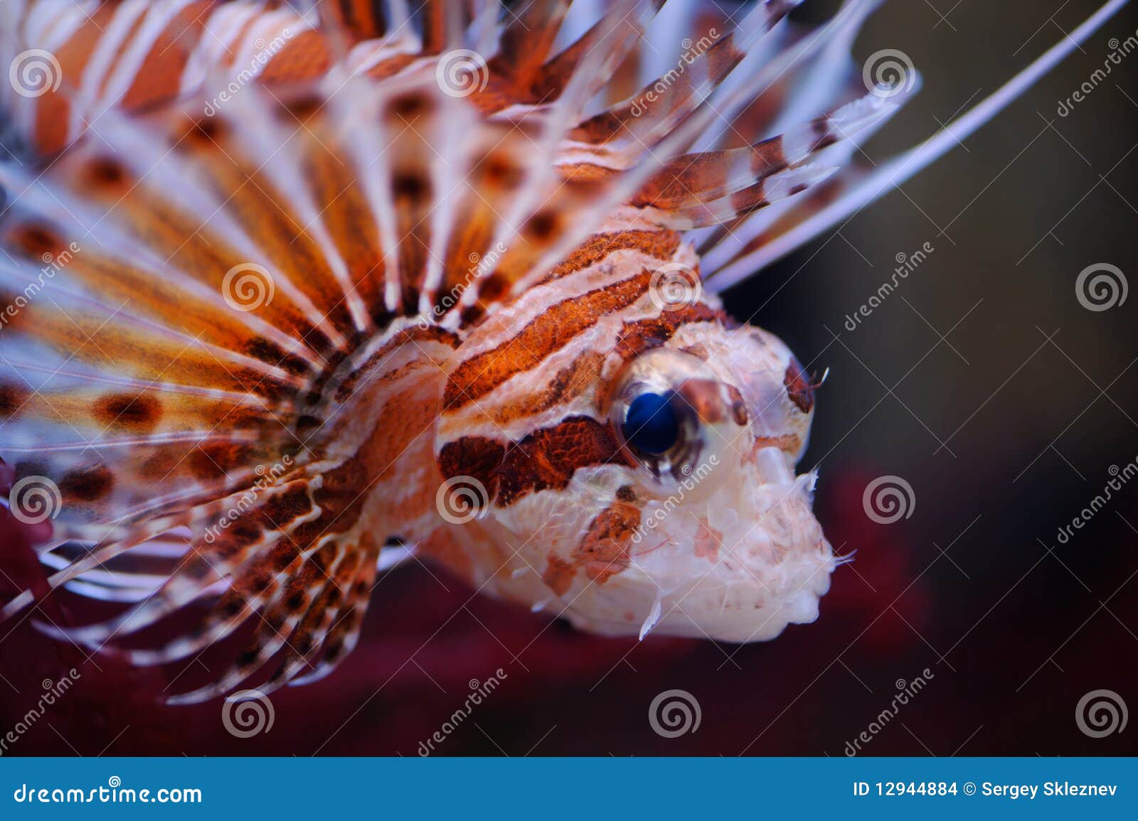 Lionfish portrait stock photo. Image of dendrochirus - 12944884