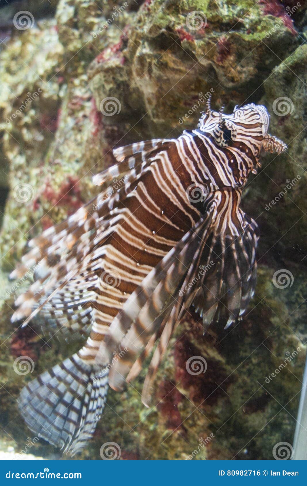 Lionfish stock photo. Image of animal, pterois, lion - 80982716