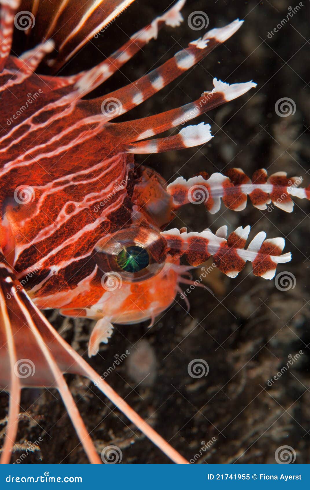 Lionfish profile stock image. Image of mayu, ocean, island - 21741955