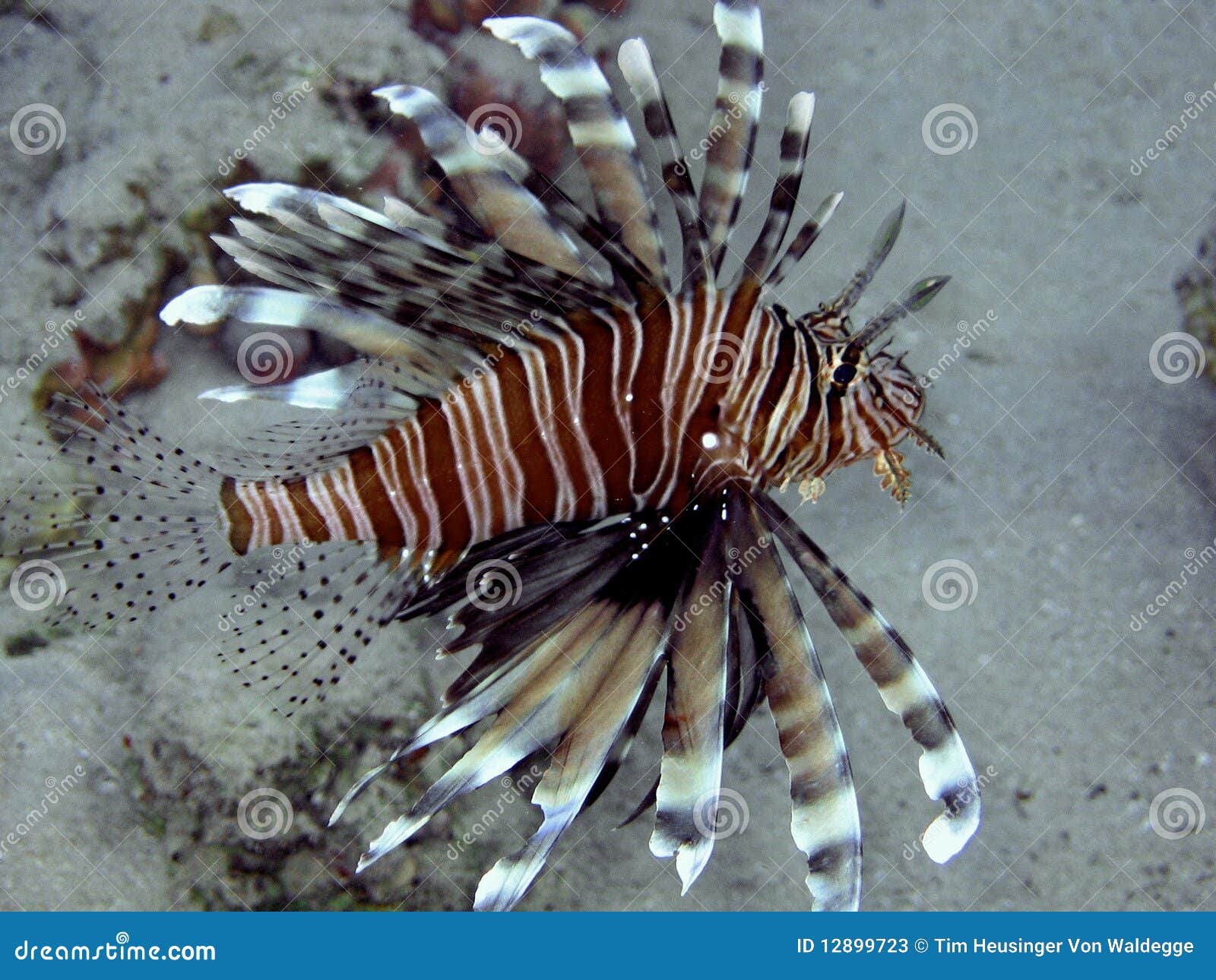 Lionfish (Pterois miles) stock image. Image of fire, miles - 12899723