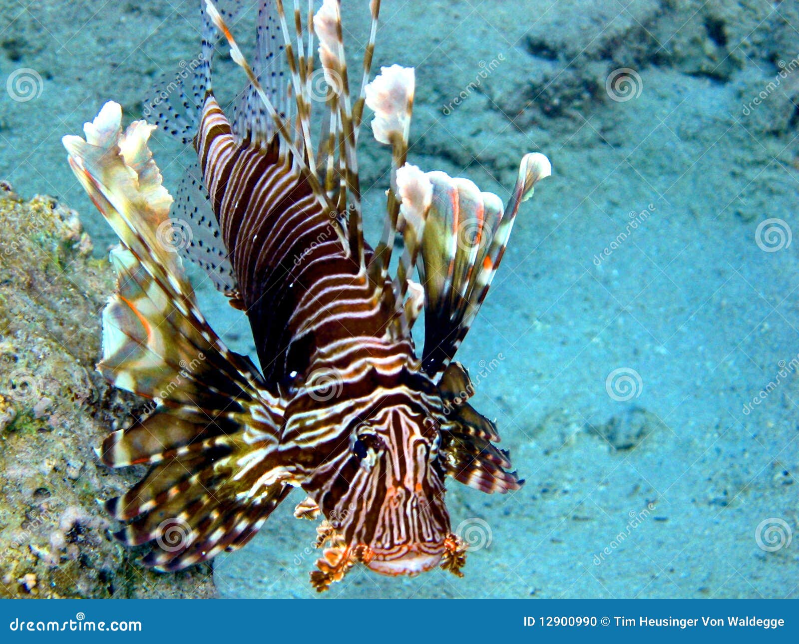 Lionfish (Pterois Antennata) Native To Coastal Lagoons And Reefs Of The ...