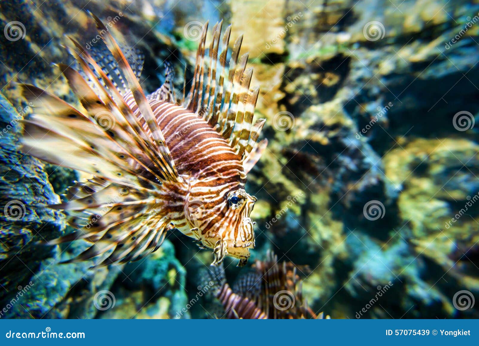 Lionfish or Pterois miles stock image. Image of scorpion - 57075439