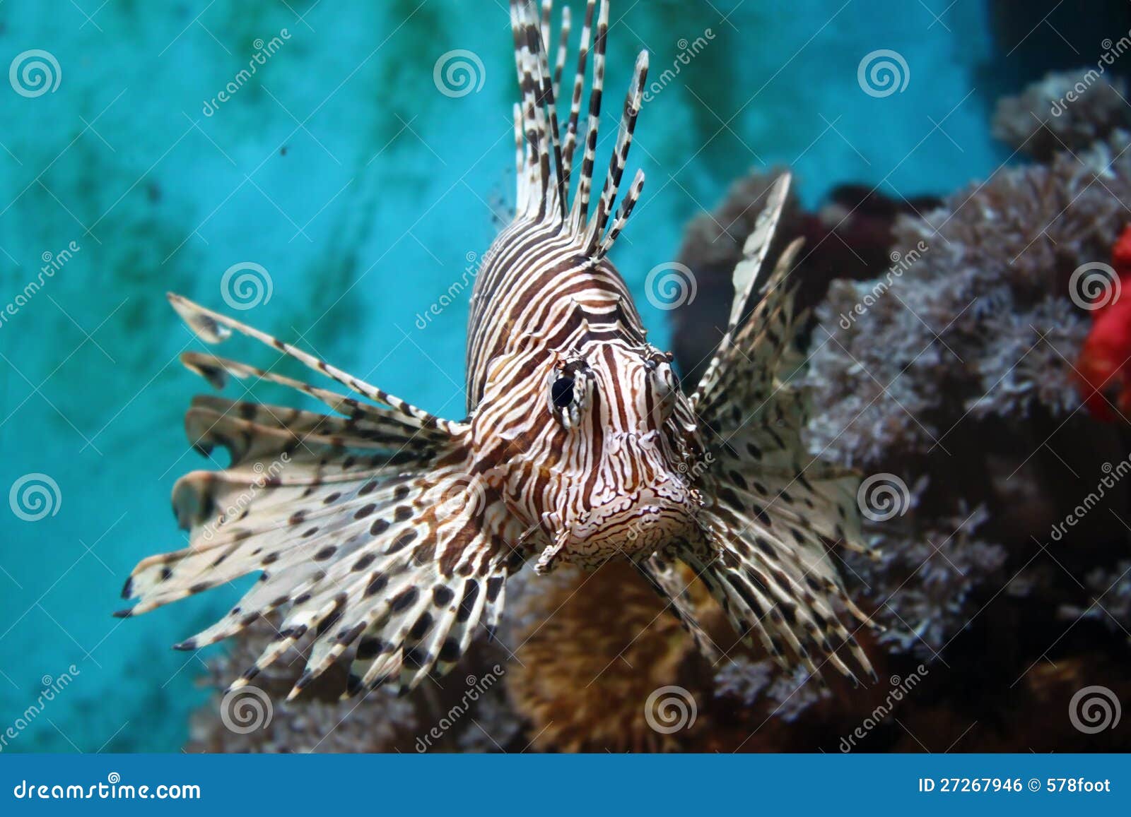 Lionfish (Pterois Antennata) Native To Coastal Lagoons And Reefs Of The ...