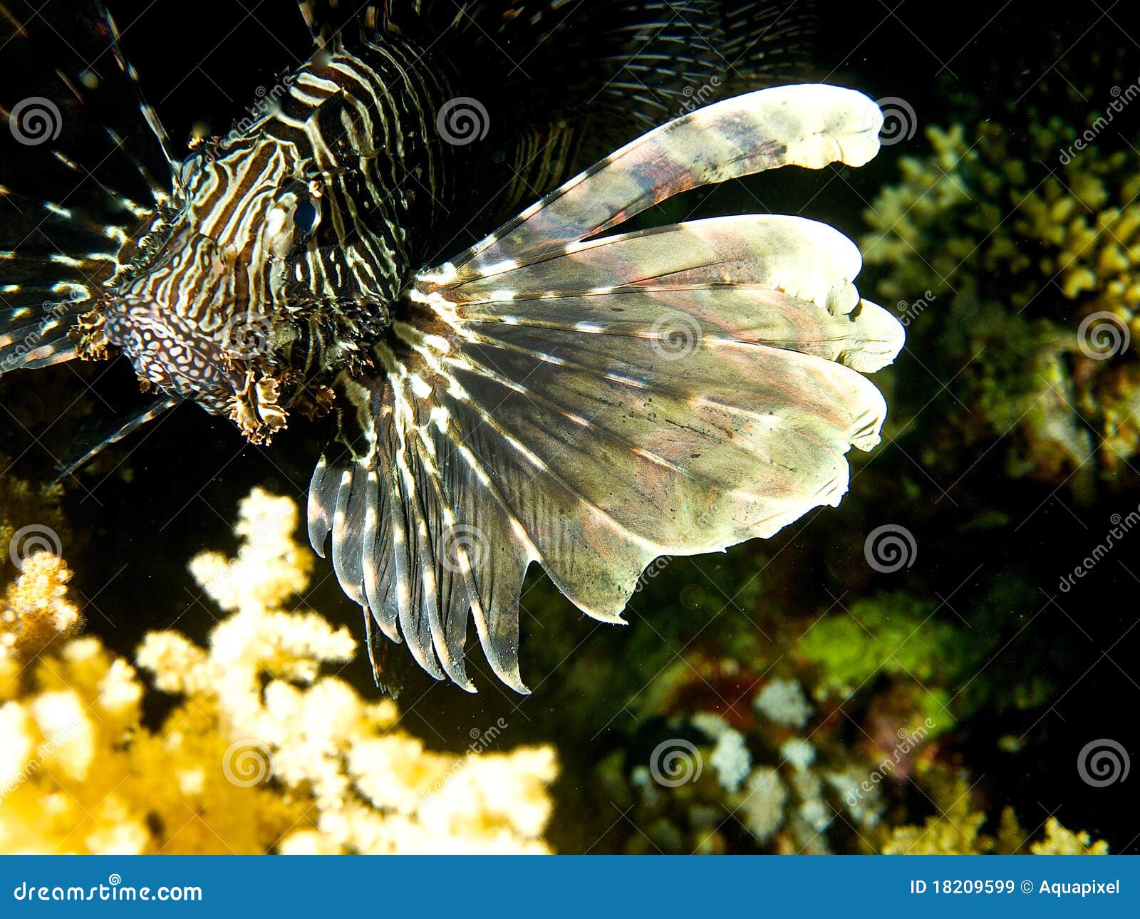 Red Lionfish Pterois Volitans Is Venomous Coral Reef Fish Swimming In ...