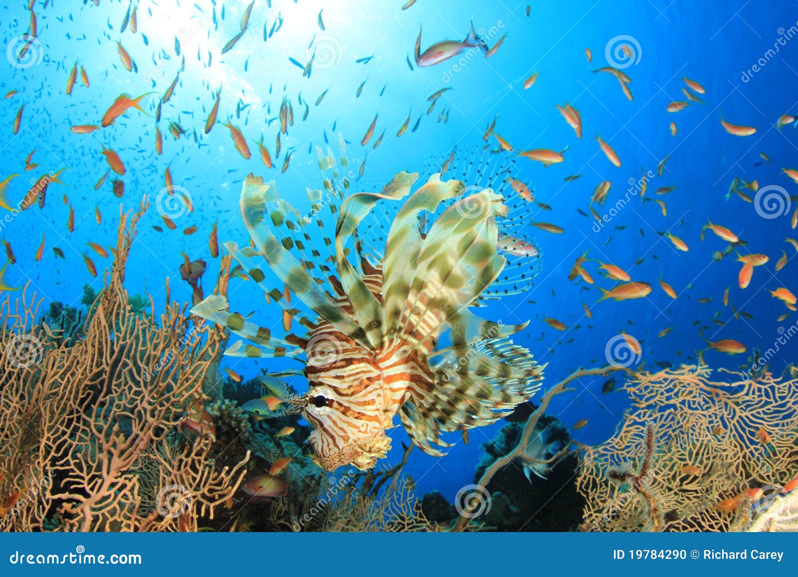 The Lionfish And Also Called Zebrafish, Firefish, Turkeyfish Or ...