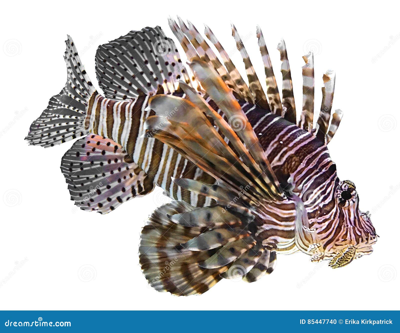 Venemous Fish Stock Photos - Free & Royalty-Free Stock Photos from ...