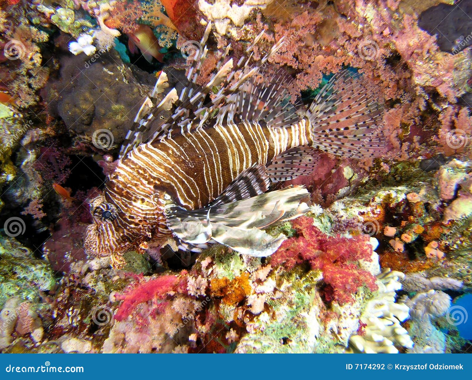 Lionfish on the reef stock photo. Image of nature, butterfly - 7174292
