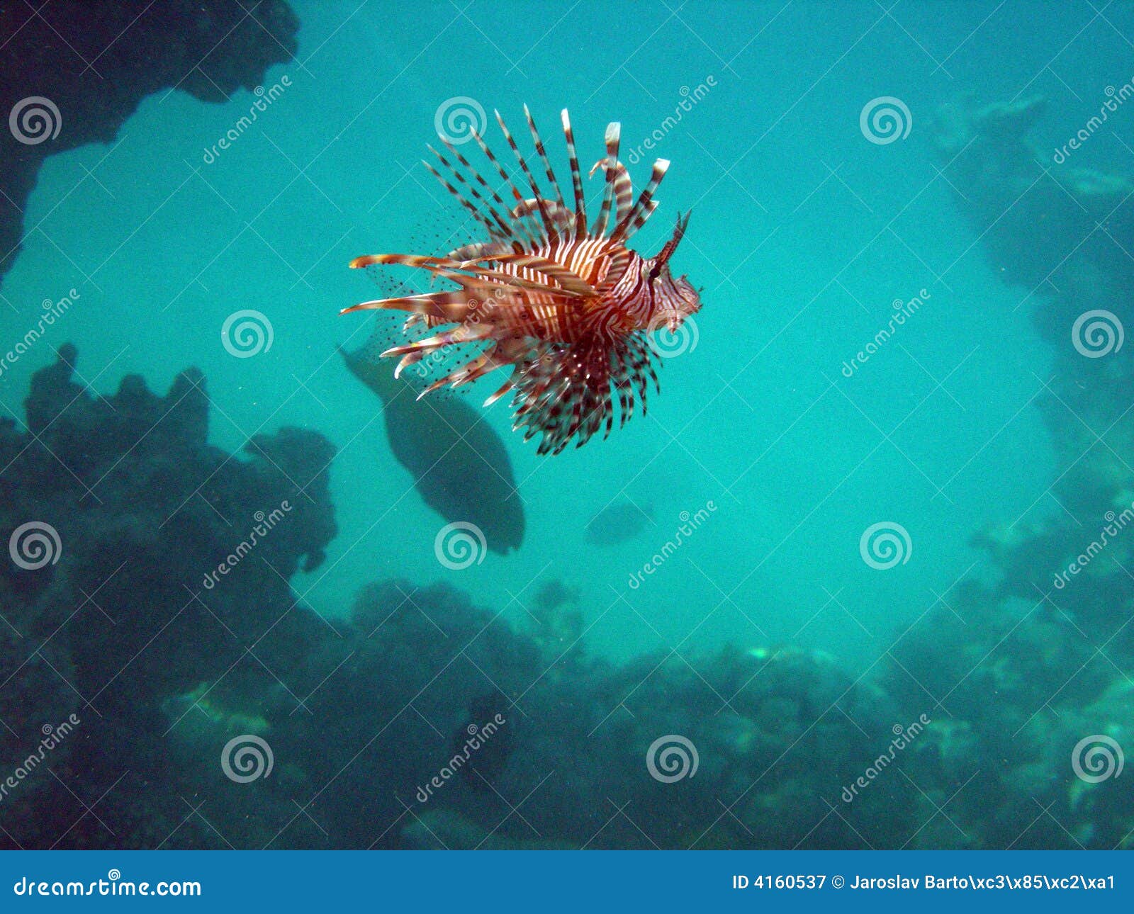 Lionfish rouge image stock. Image du poissons, couleur - 4160537