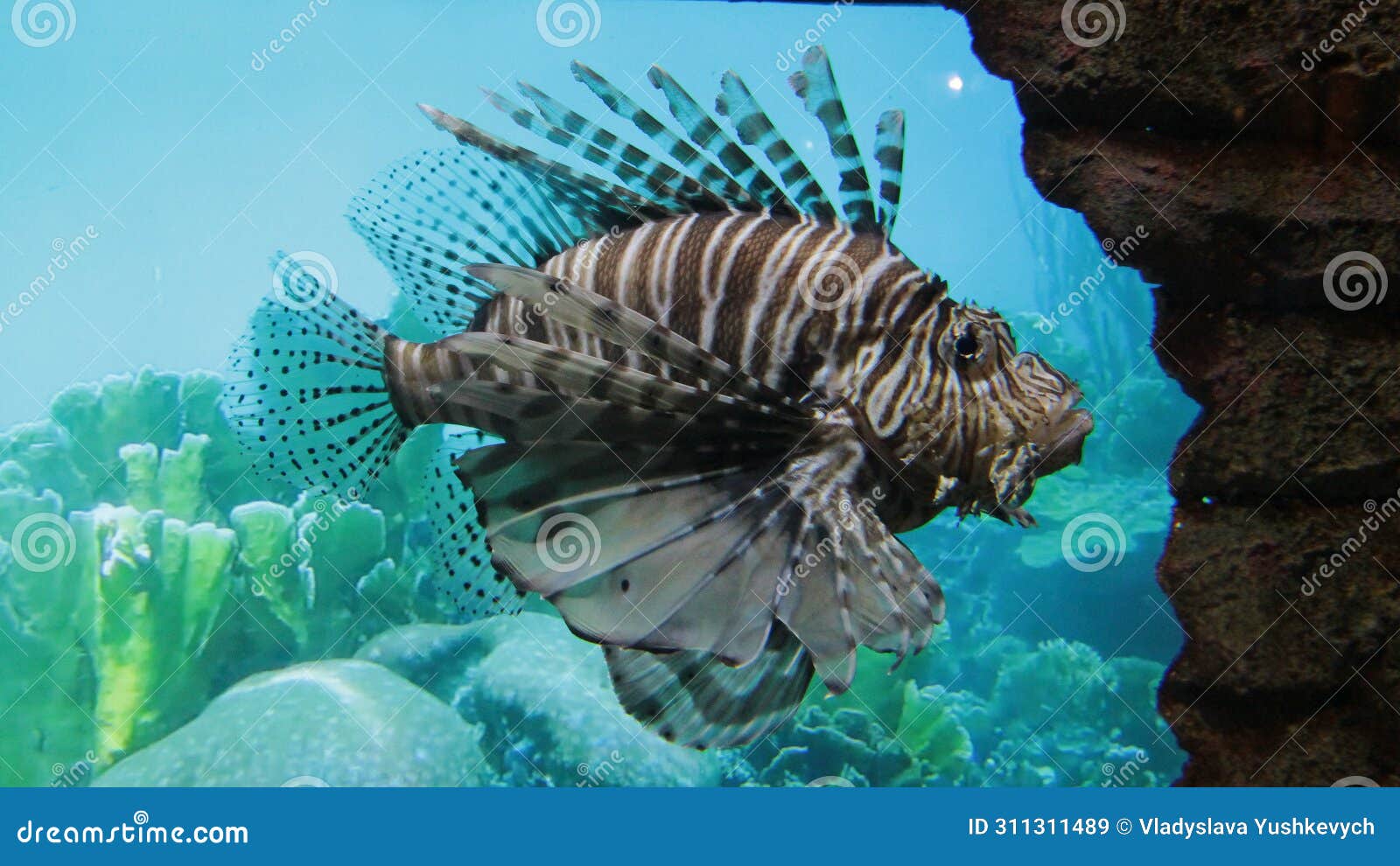 Lionfish scorpion fish stock image. Image of animals - 311311489