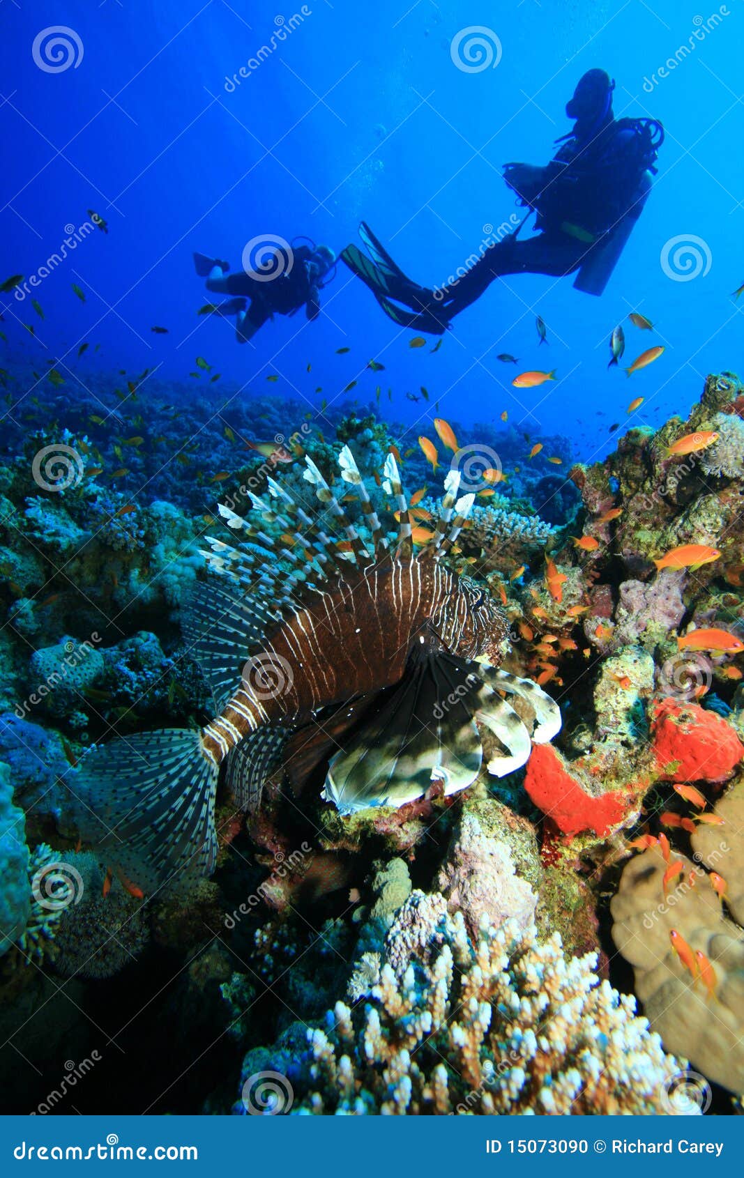 Lionfish and Scuba Divers stock photo. Image of background - 15073090