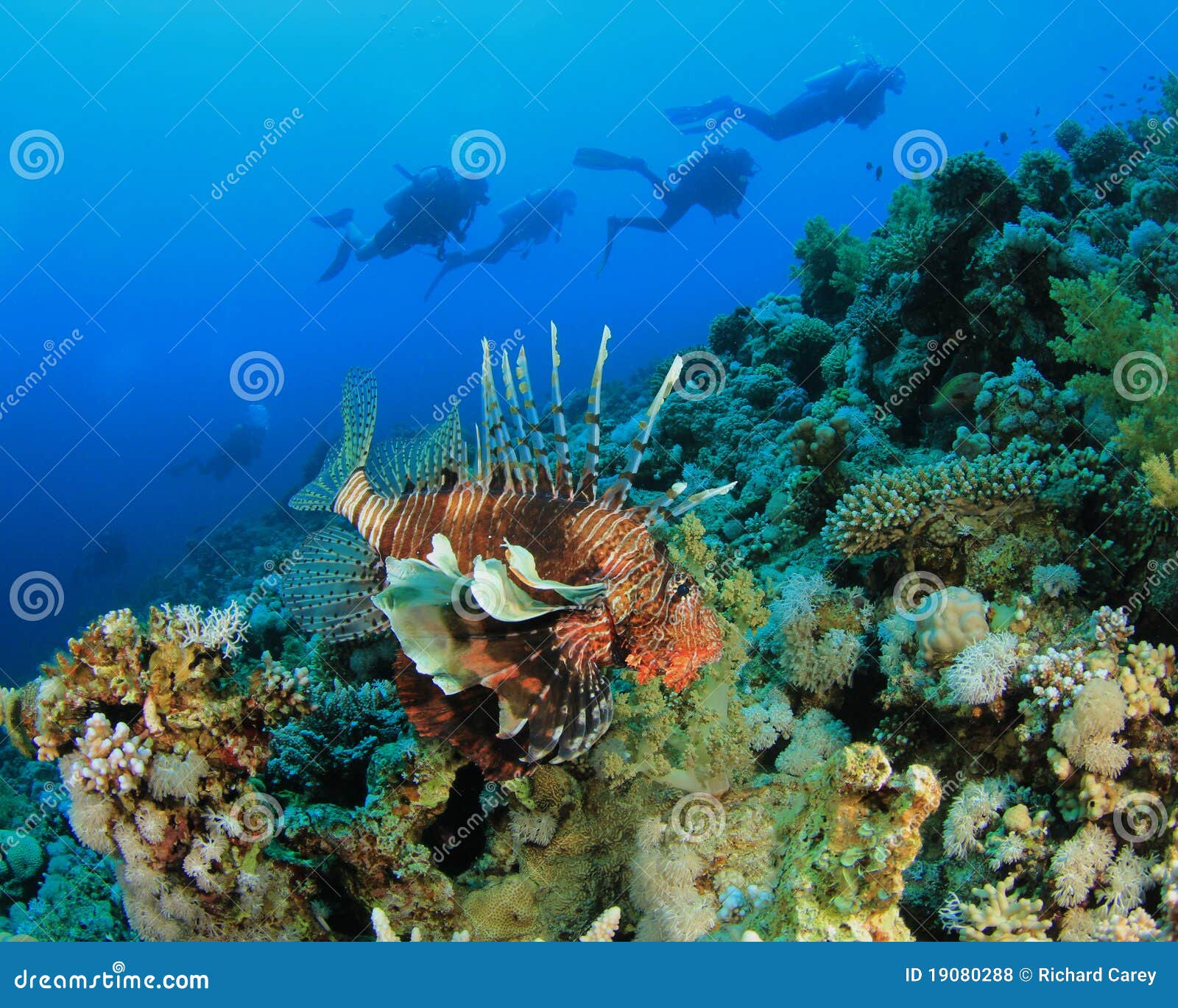Lionfish and Scuba Divers stock photo. Image of environment - 19080288