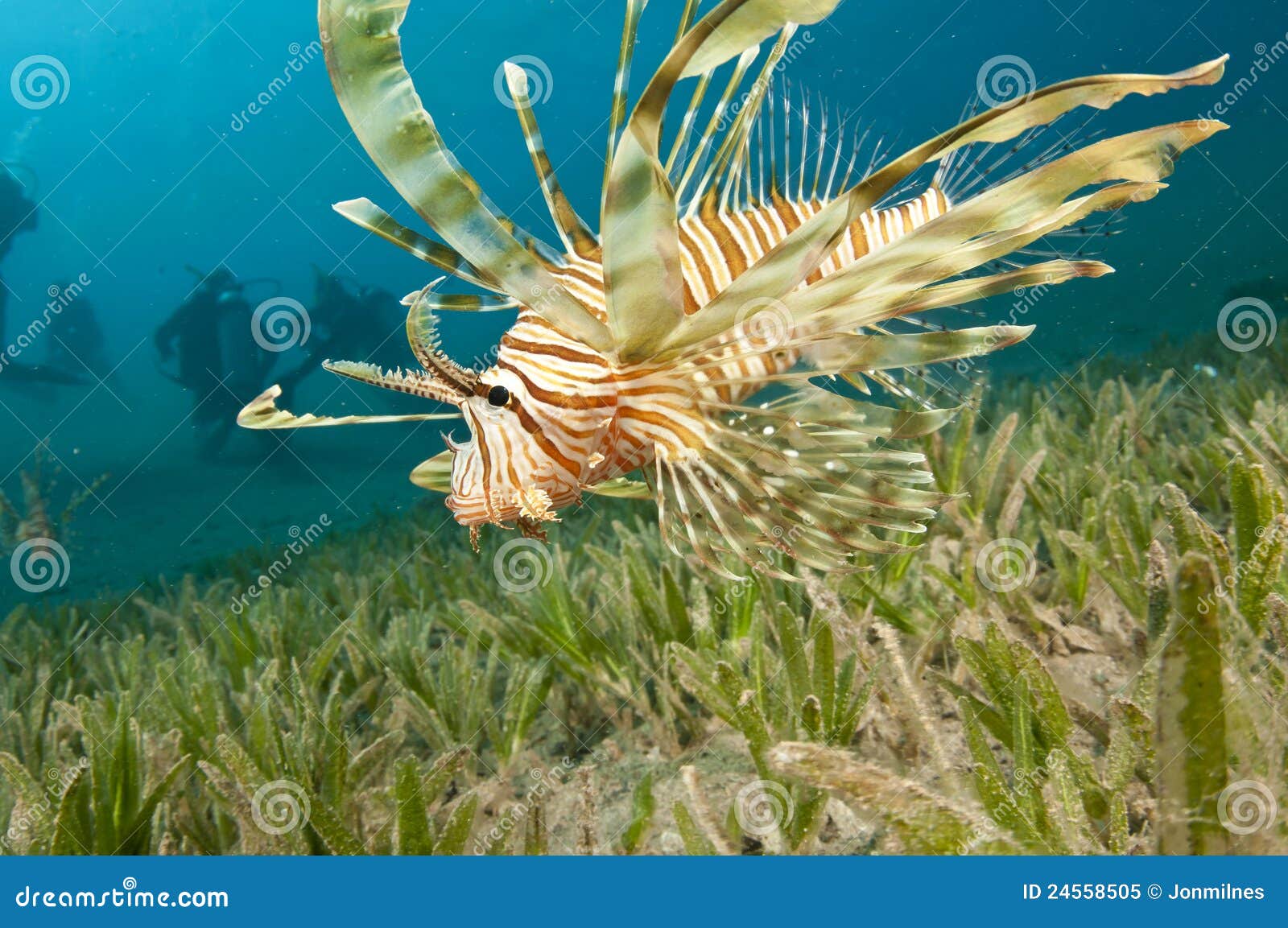 Lionfish with scuba divers stock image. Image of gulf - 24558505